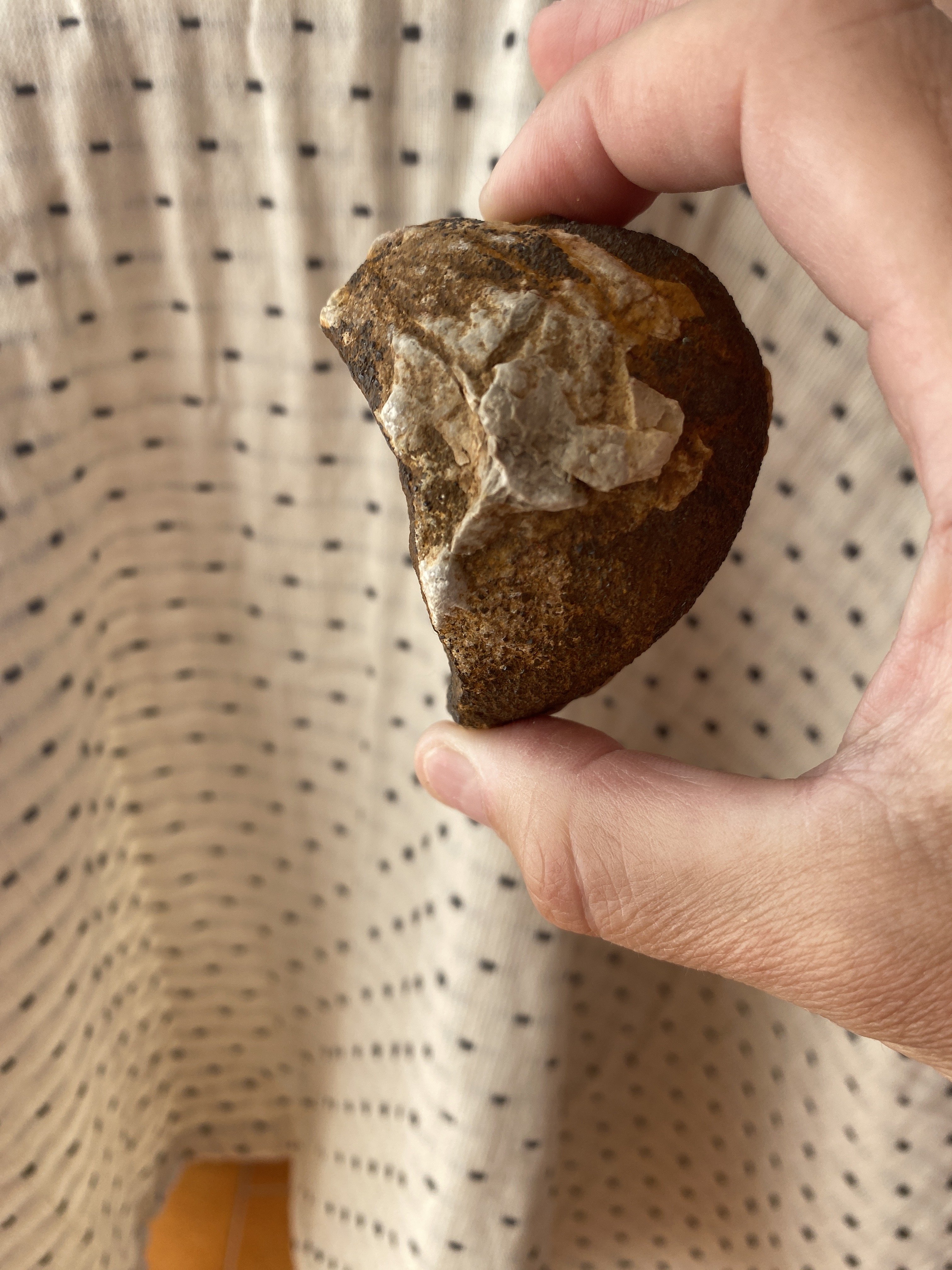 Is it a fruit? - Fossil ID - The Fossil Forum