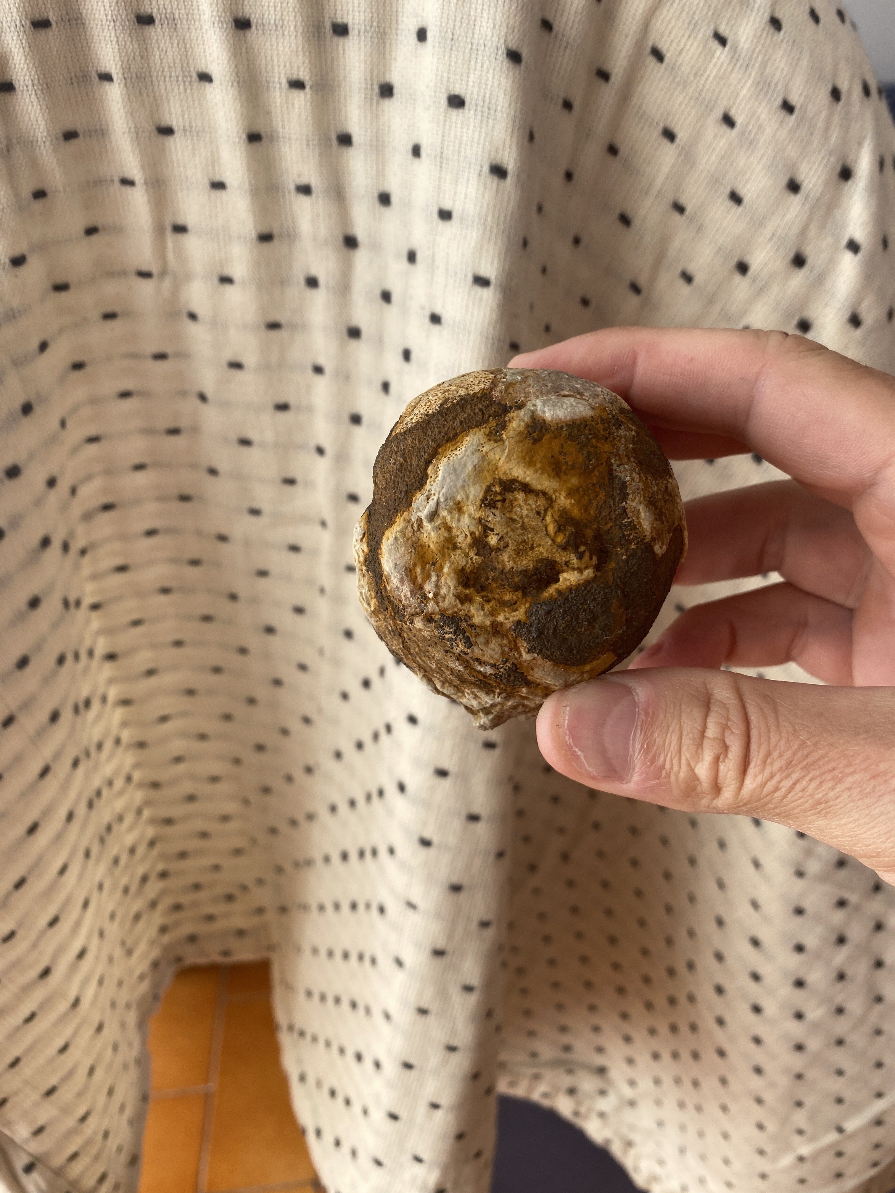 Is it a fruit? - Fossil ID - The Fossil Forum