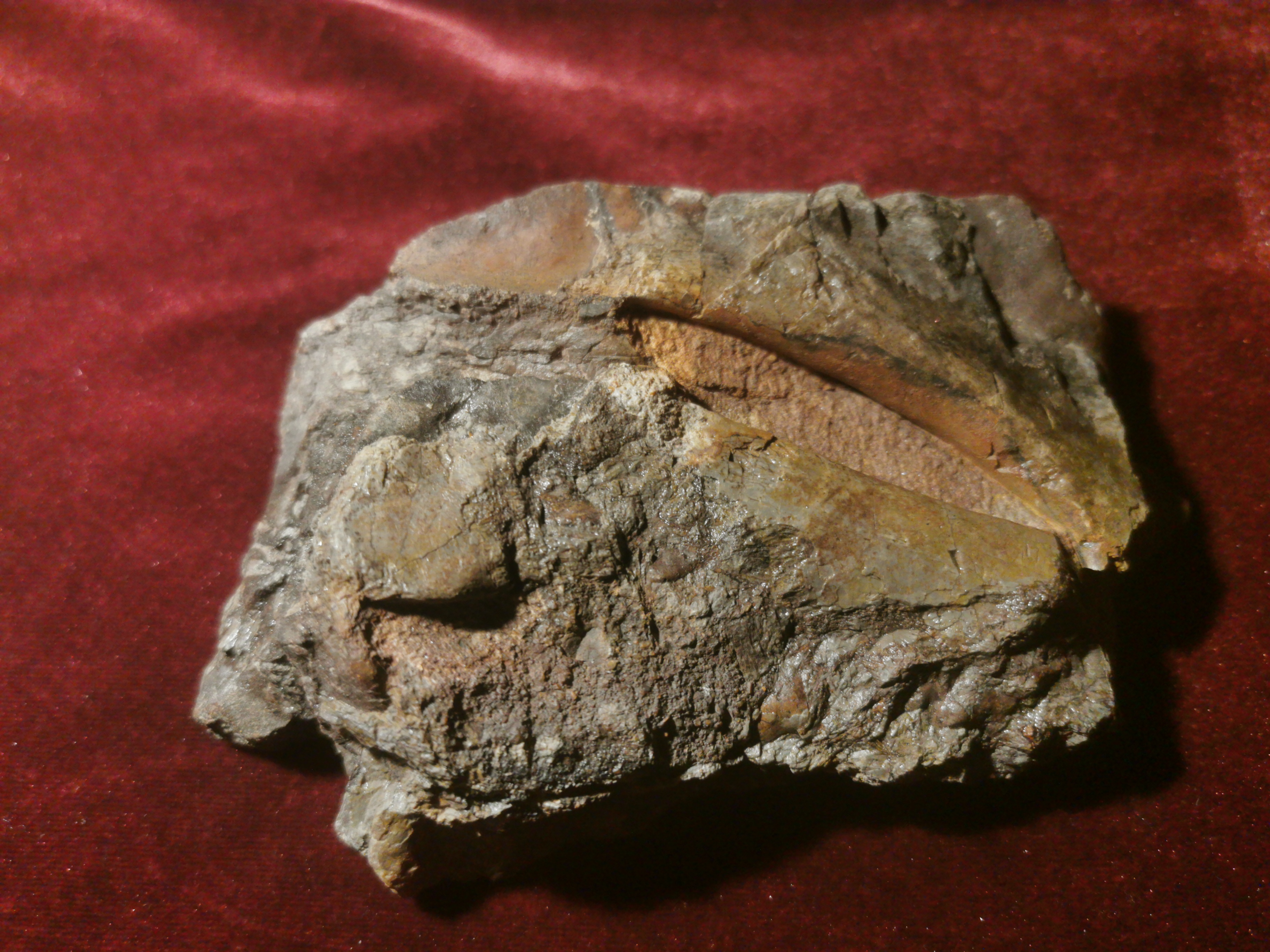 Allosaurus ribs or not? - Fossil ID - The Fossil Forum