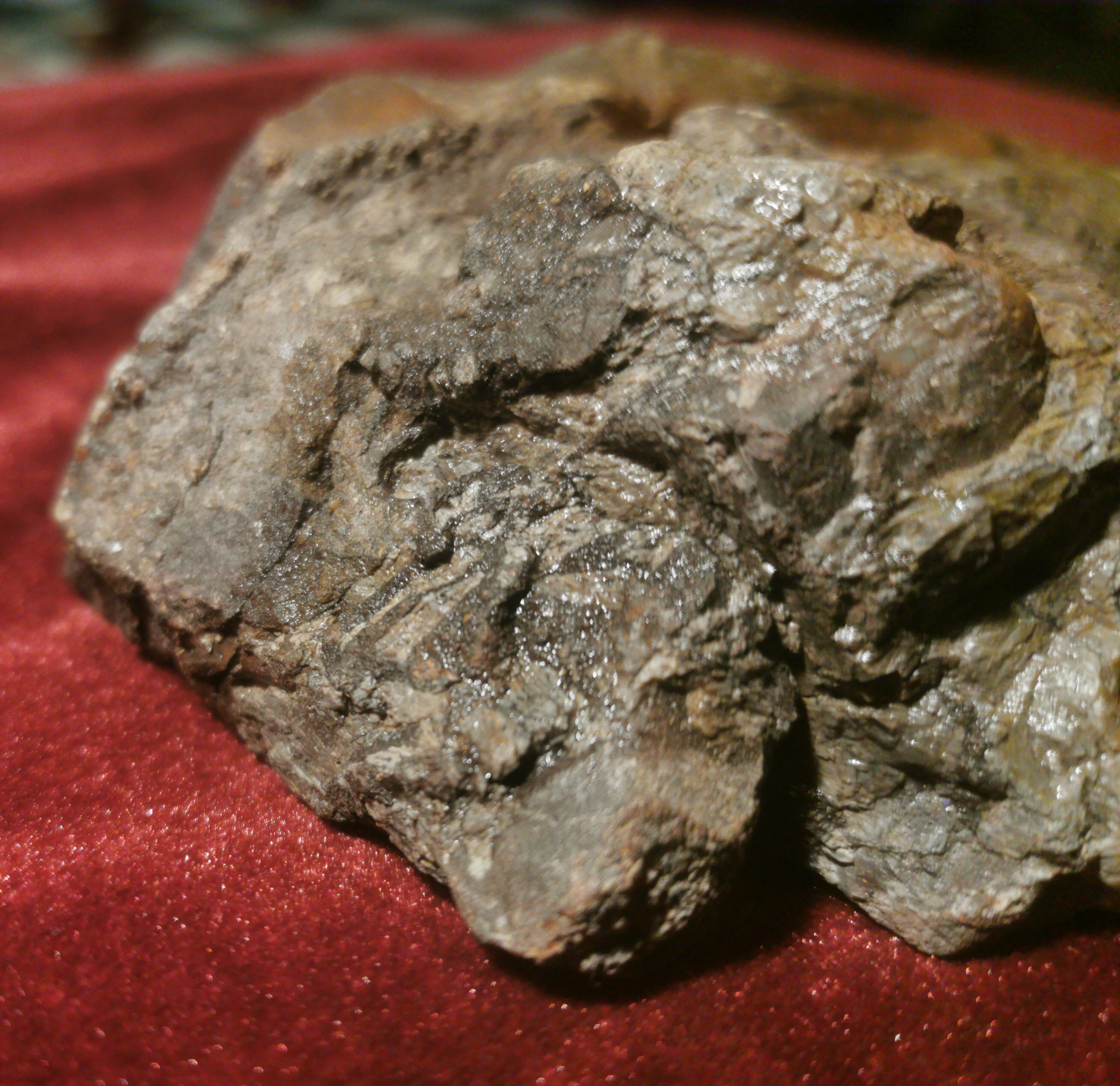 Allosaurus ribs or not? - Fossil ID - The Fossil Forum