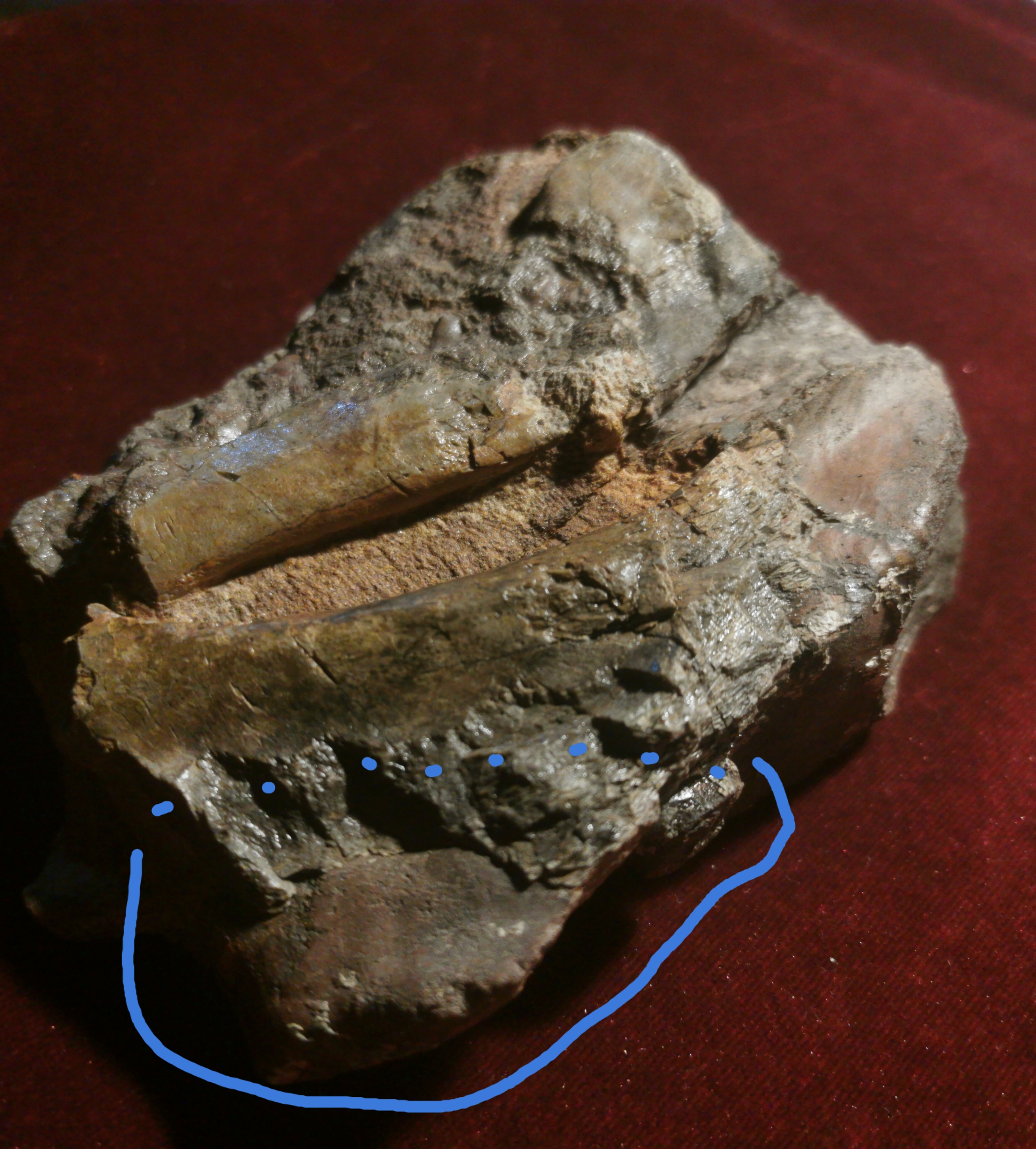 Allosaurus ribs or not? - Fossil ID - The Fossil Forum