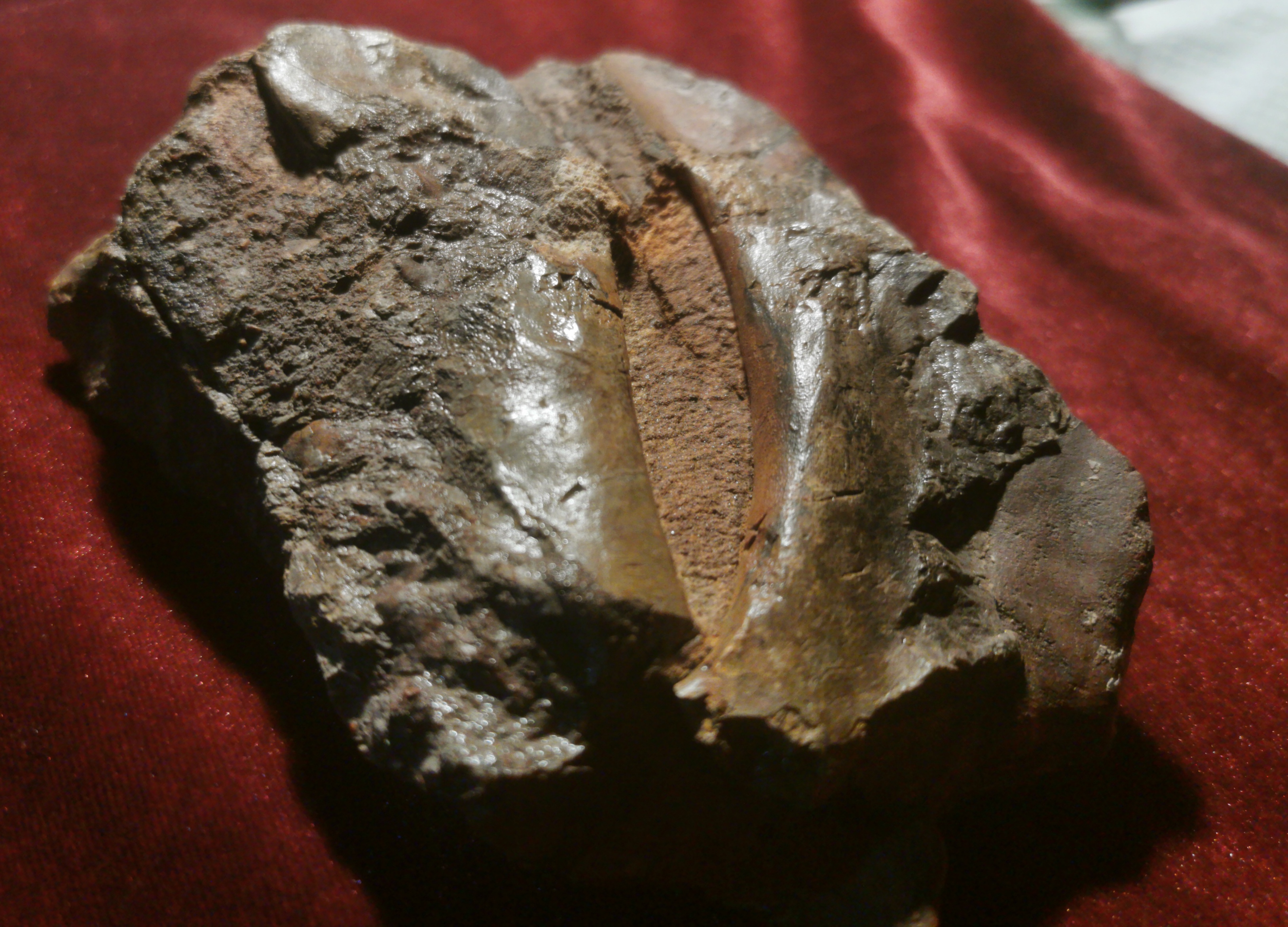 Allosaurus ribs or not? - Fossil ID - The Fossil Forum