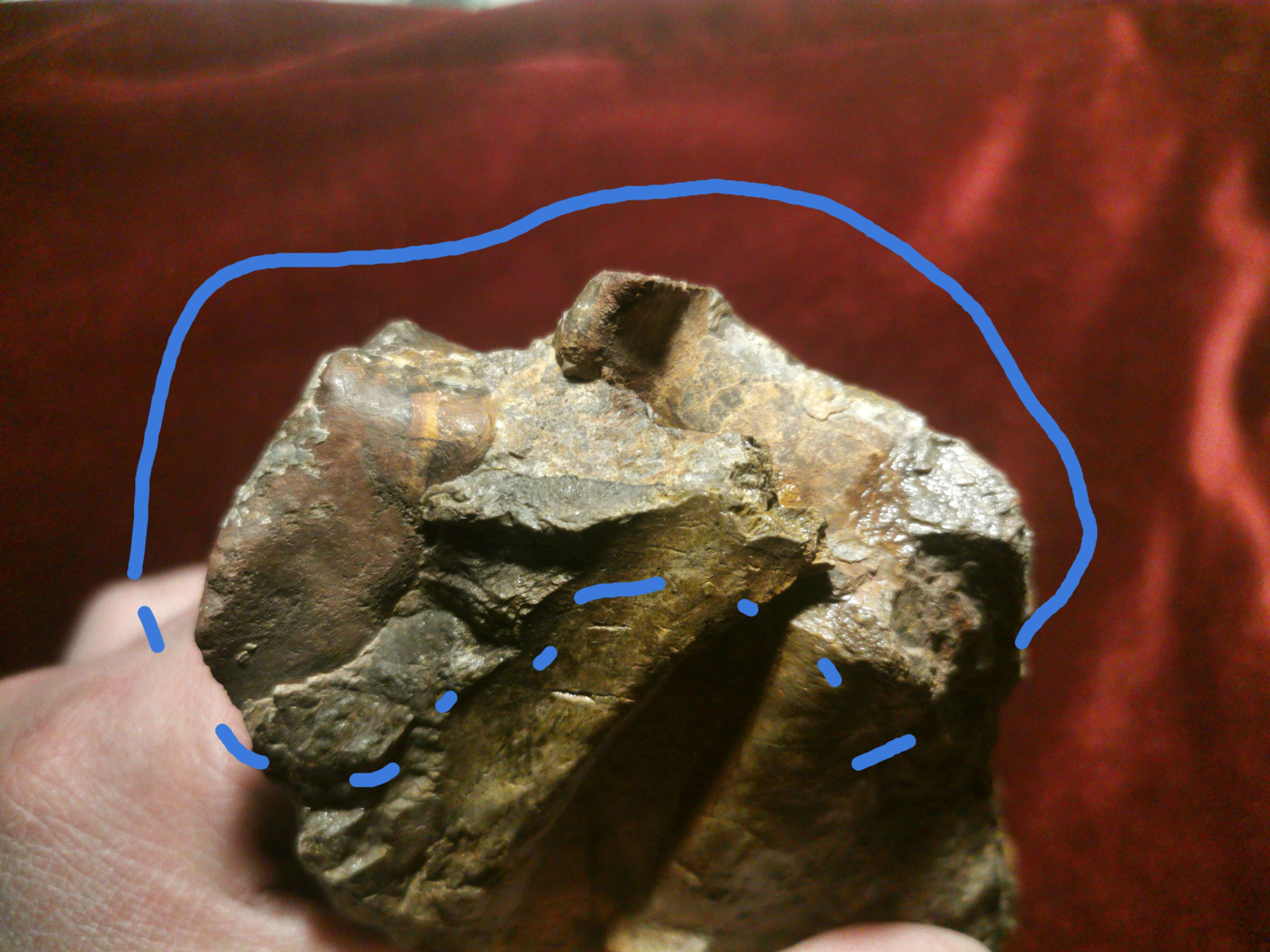 Allosaurus ribs or not? - Fossil ID - The Fossil Forum