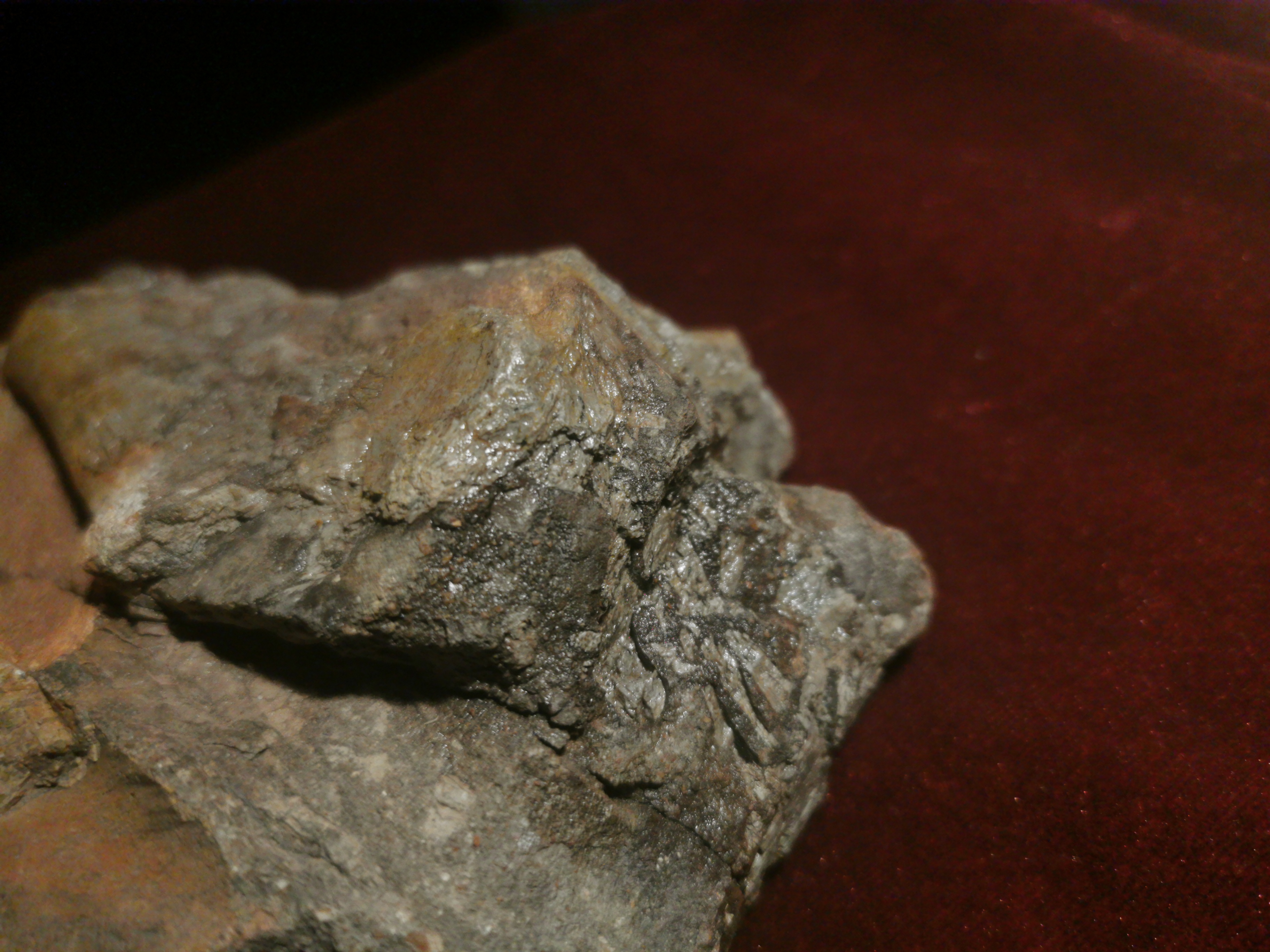 Allosaurus ribs or not? - Fossil ID - The Fossil Forum