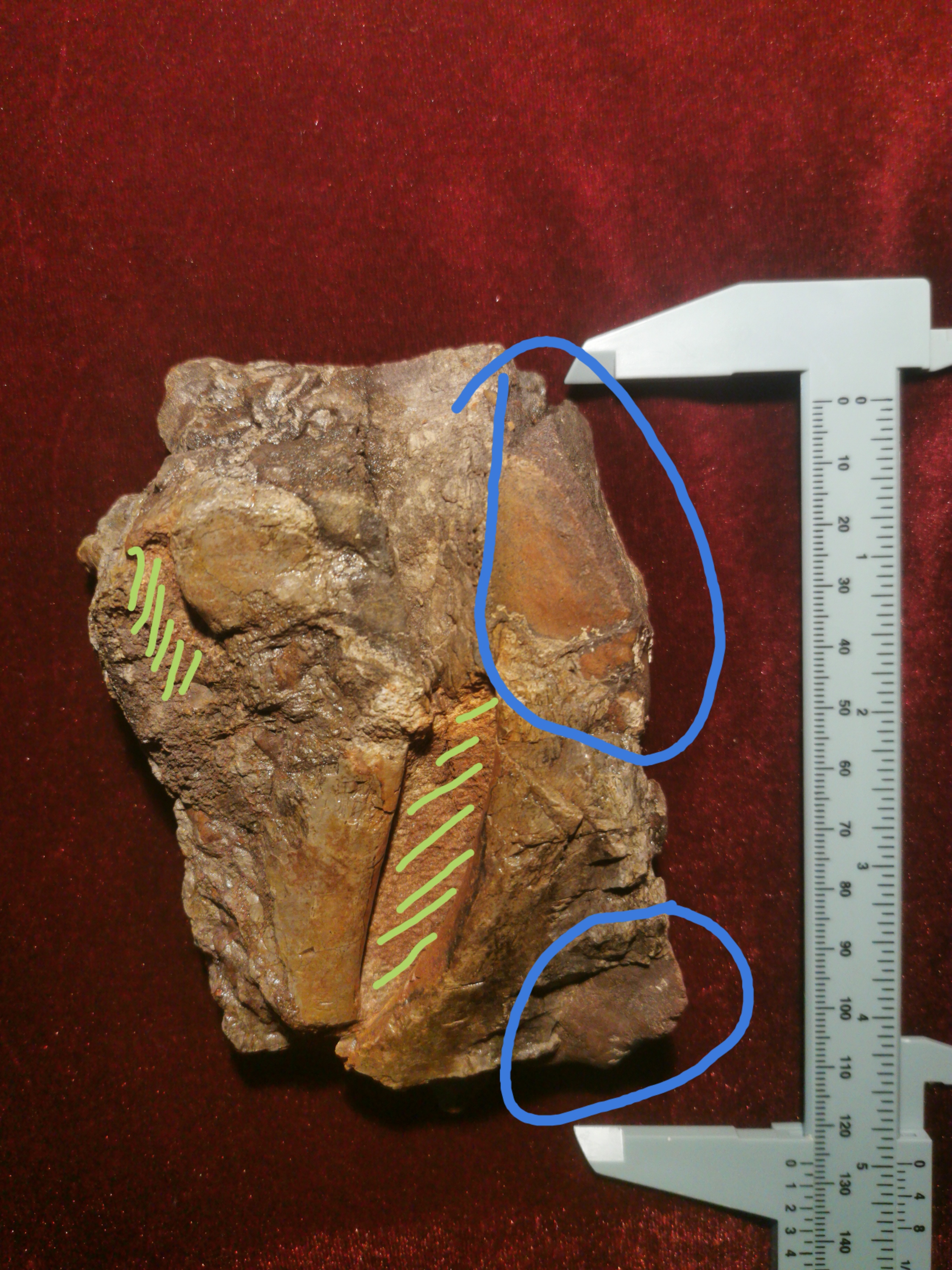 Allosaurus ribs or not? - Fossil ID - The Fossil Forum