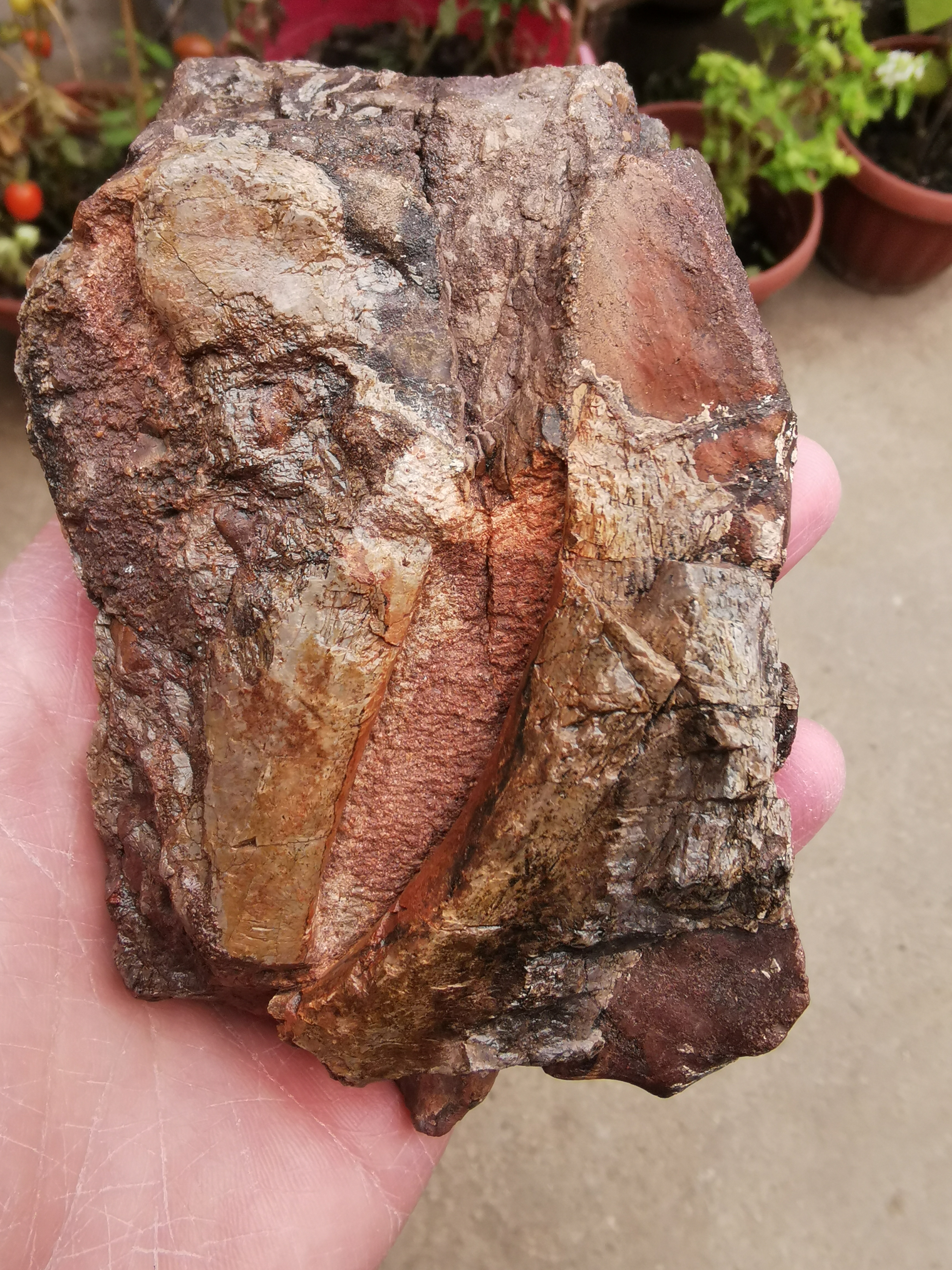 Allosaurus ribs or not? - Fossil ID - The Fossil Forum