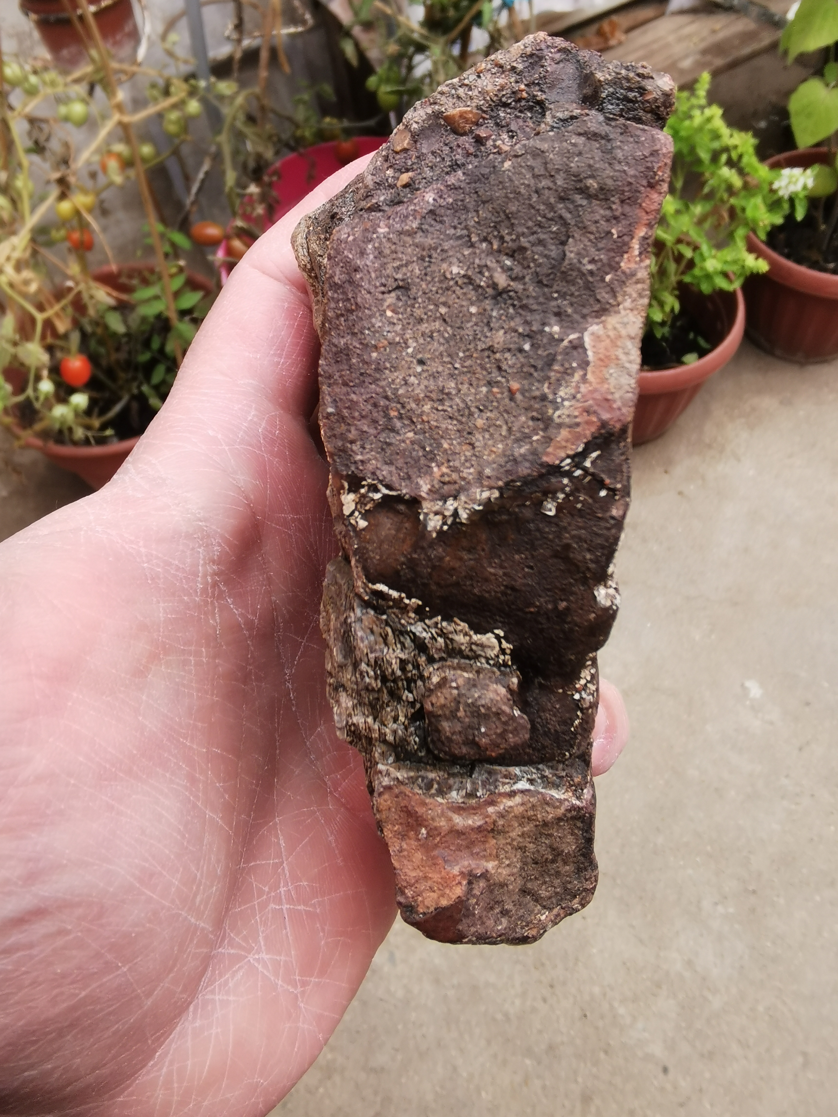 Allosaurus ribs or not? - Fossil ID - The Fossil Forum