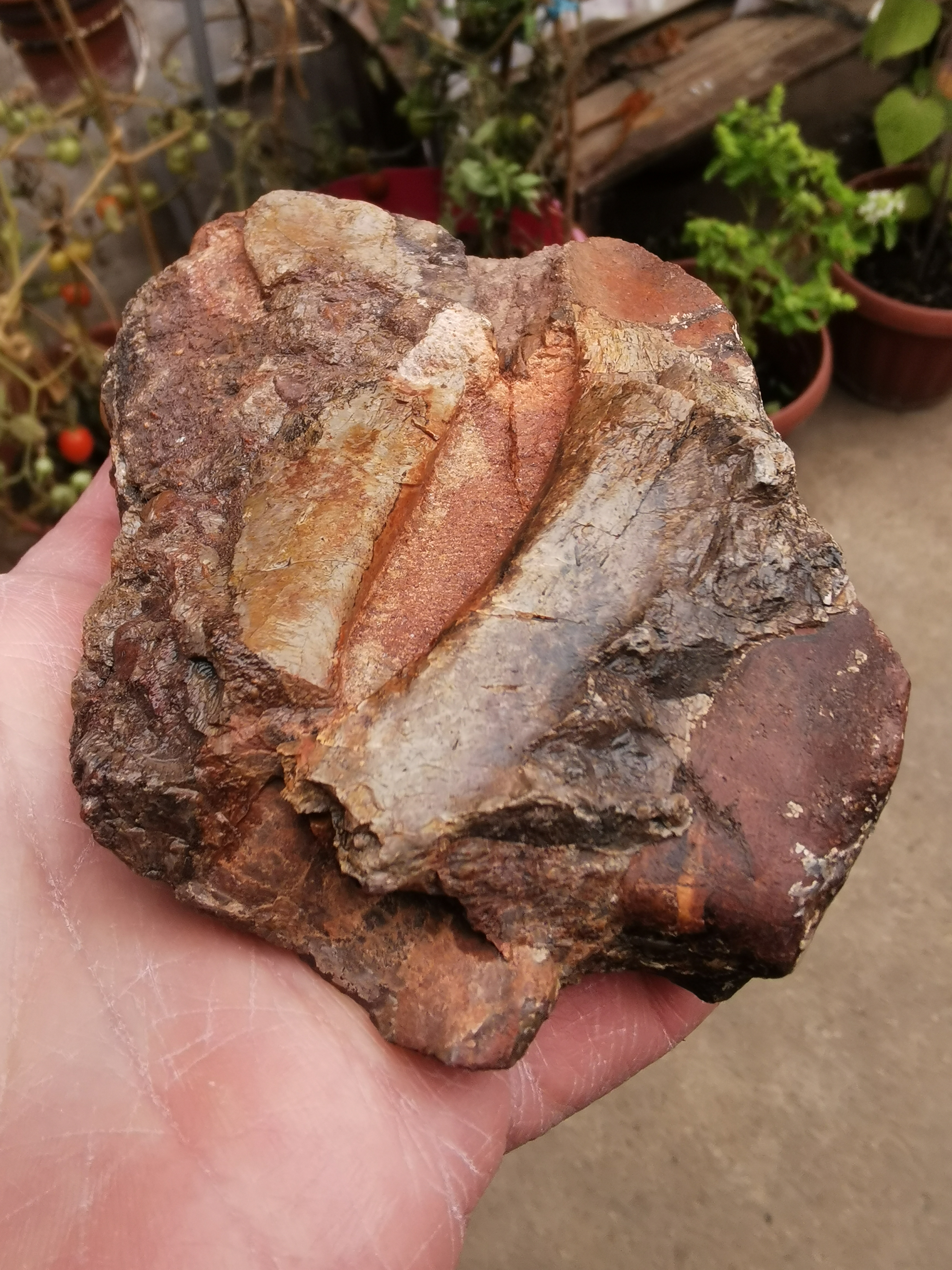 Allosaurus ribs or not? - Fossil ID - The Fossil Forum