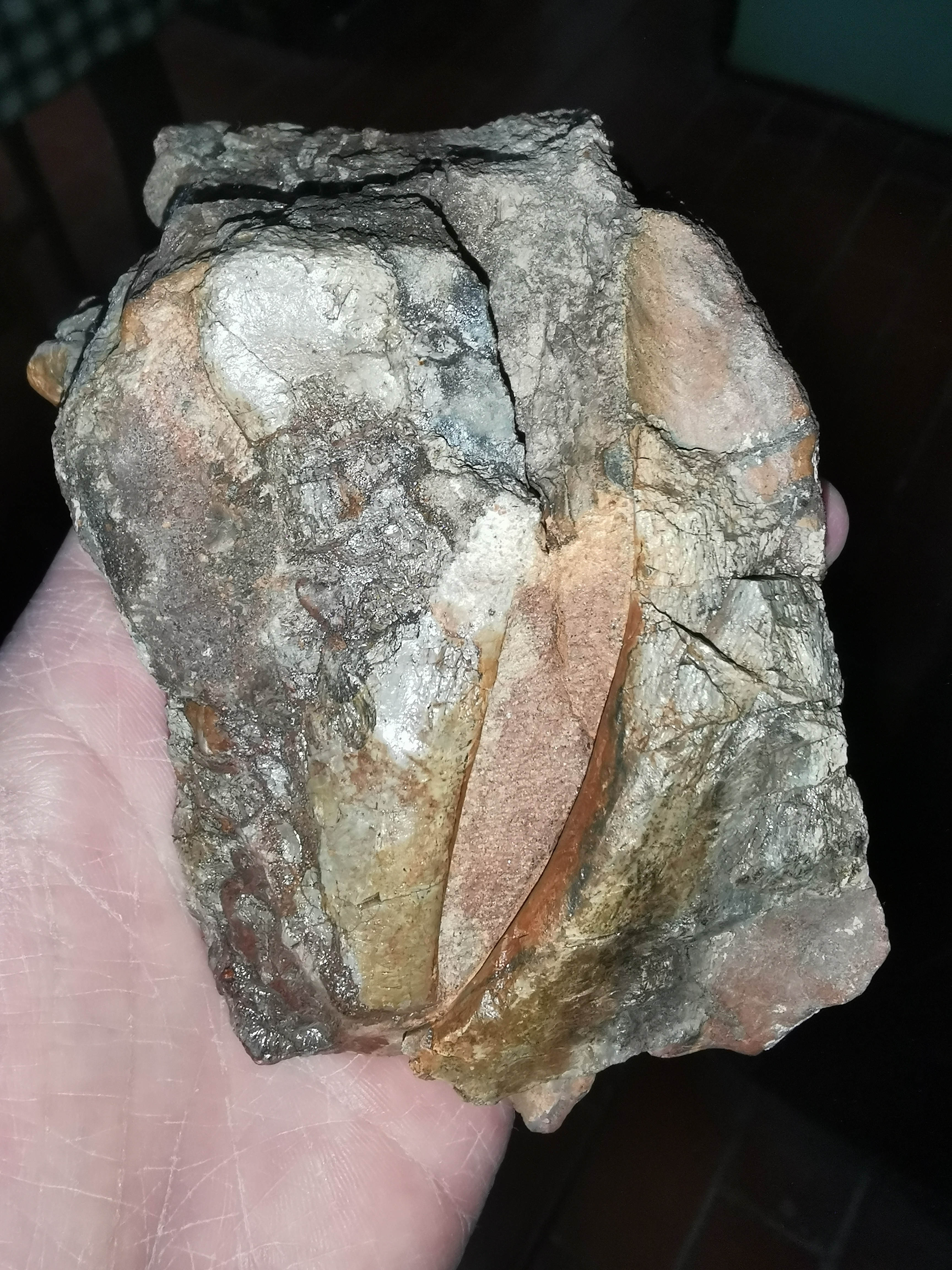 Allosaurus ribs or not? - Fossil ID - The Fossil Forum