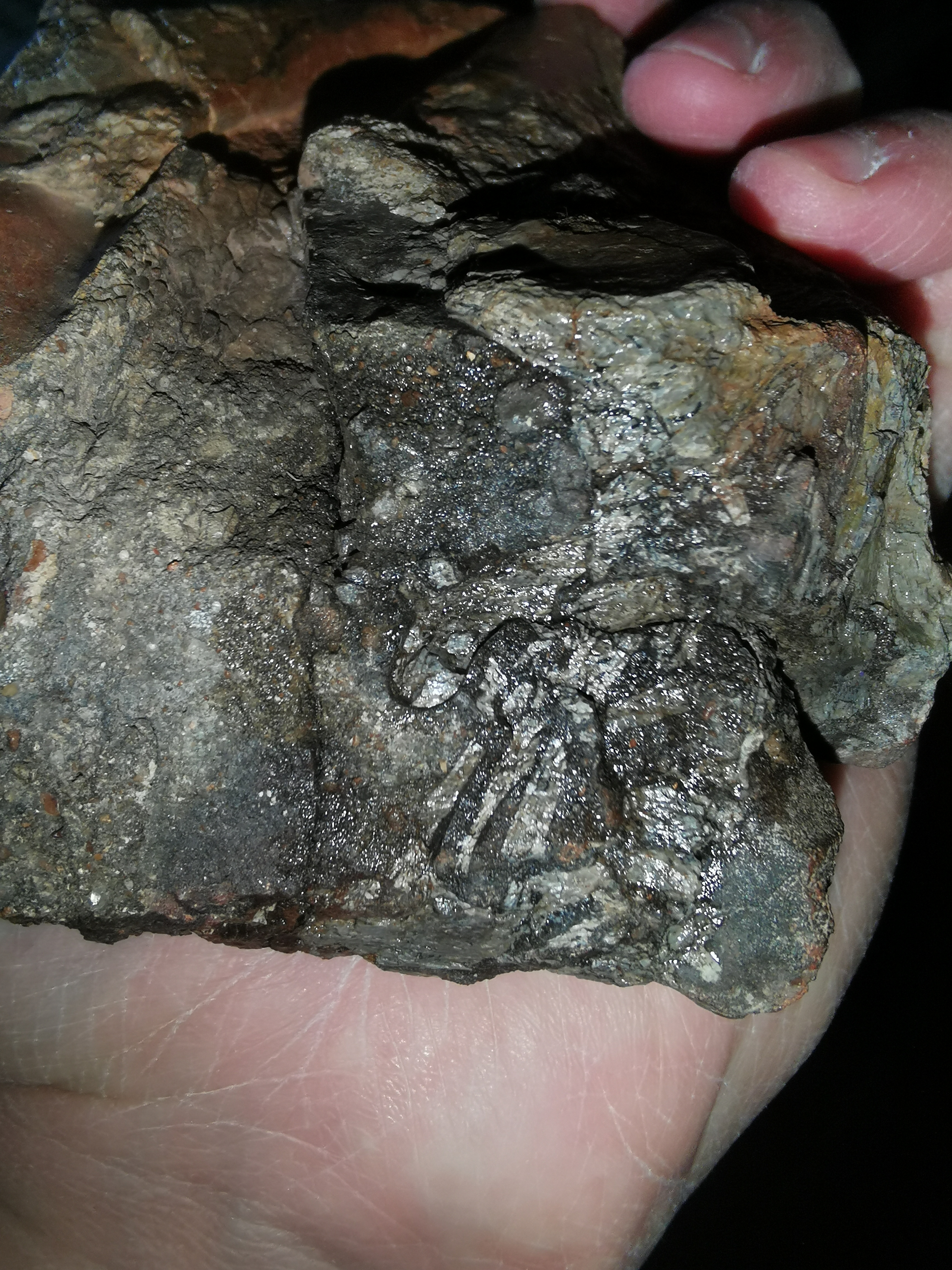 Allosaurus ribs or not? - Fossil ID - The Fossil Forum