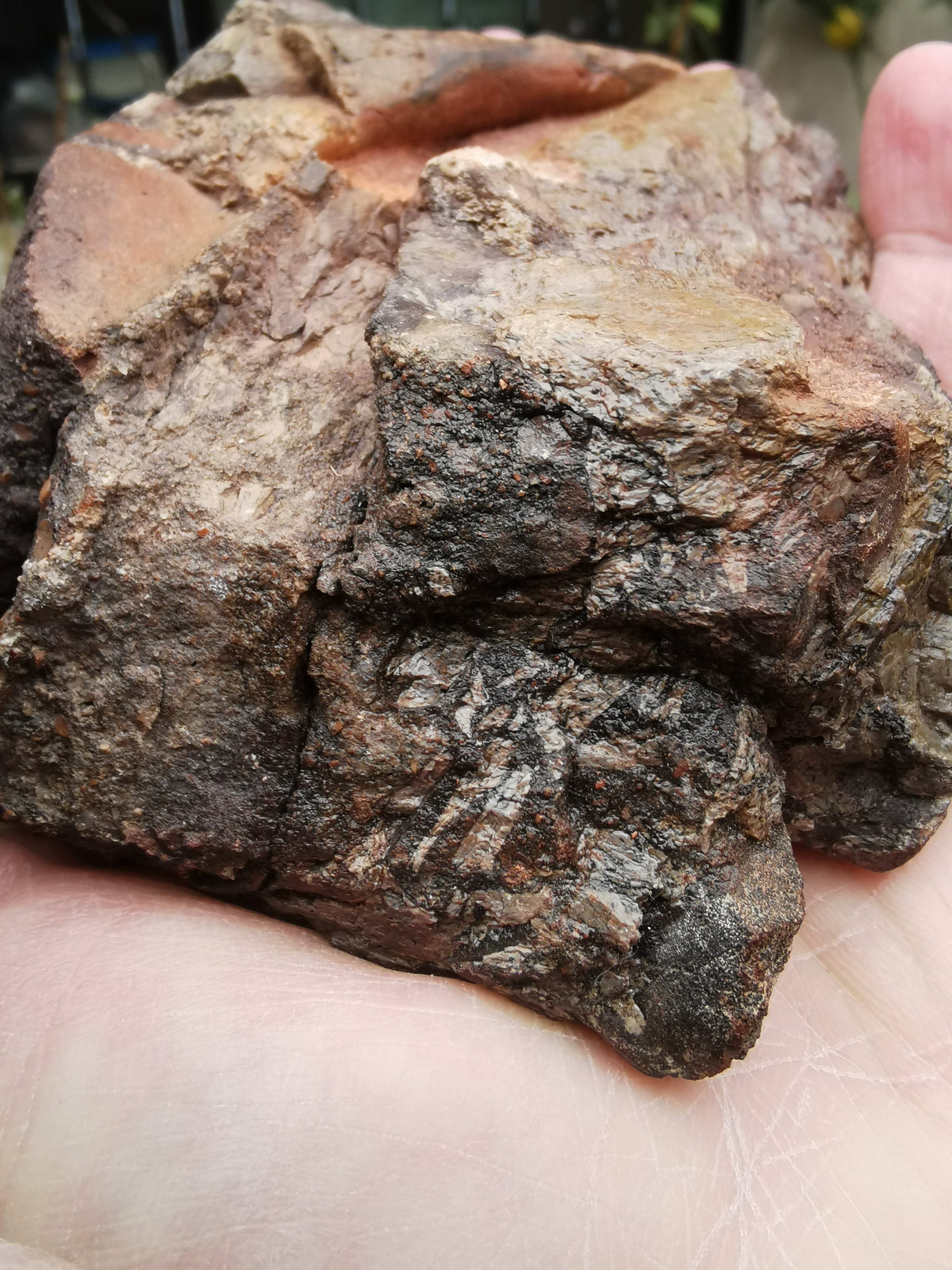 Allosaurus ribs or not? - Fossil ID - The Fossil Forum