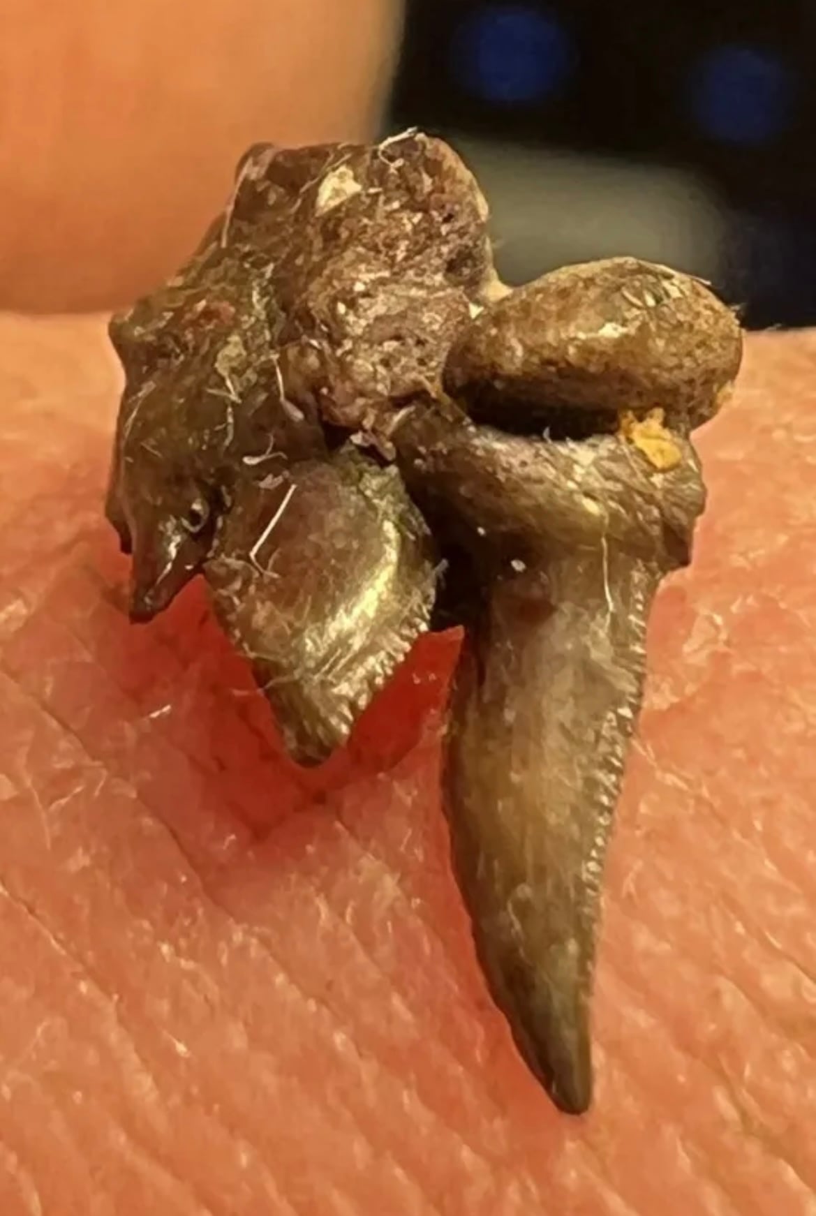 Permian maxilla w/ teeth? - Fossil ID - The Fossil Forum