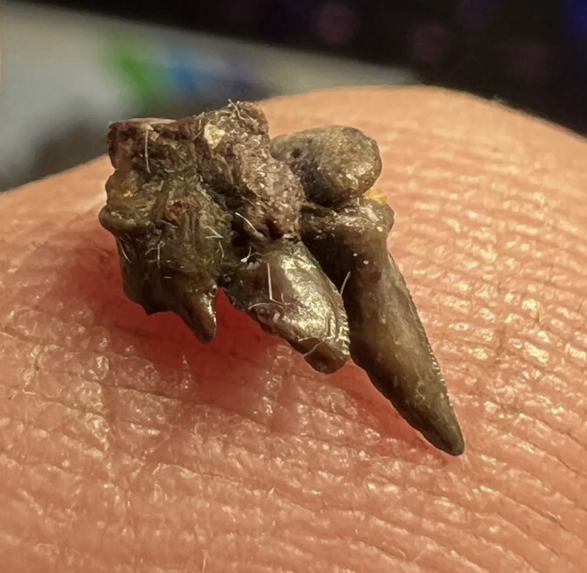 Permian maxilla w/ teeth? - Fossil ID - The Fossil Forum