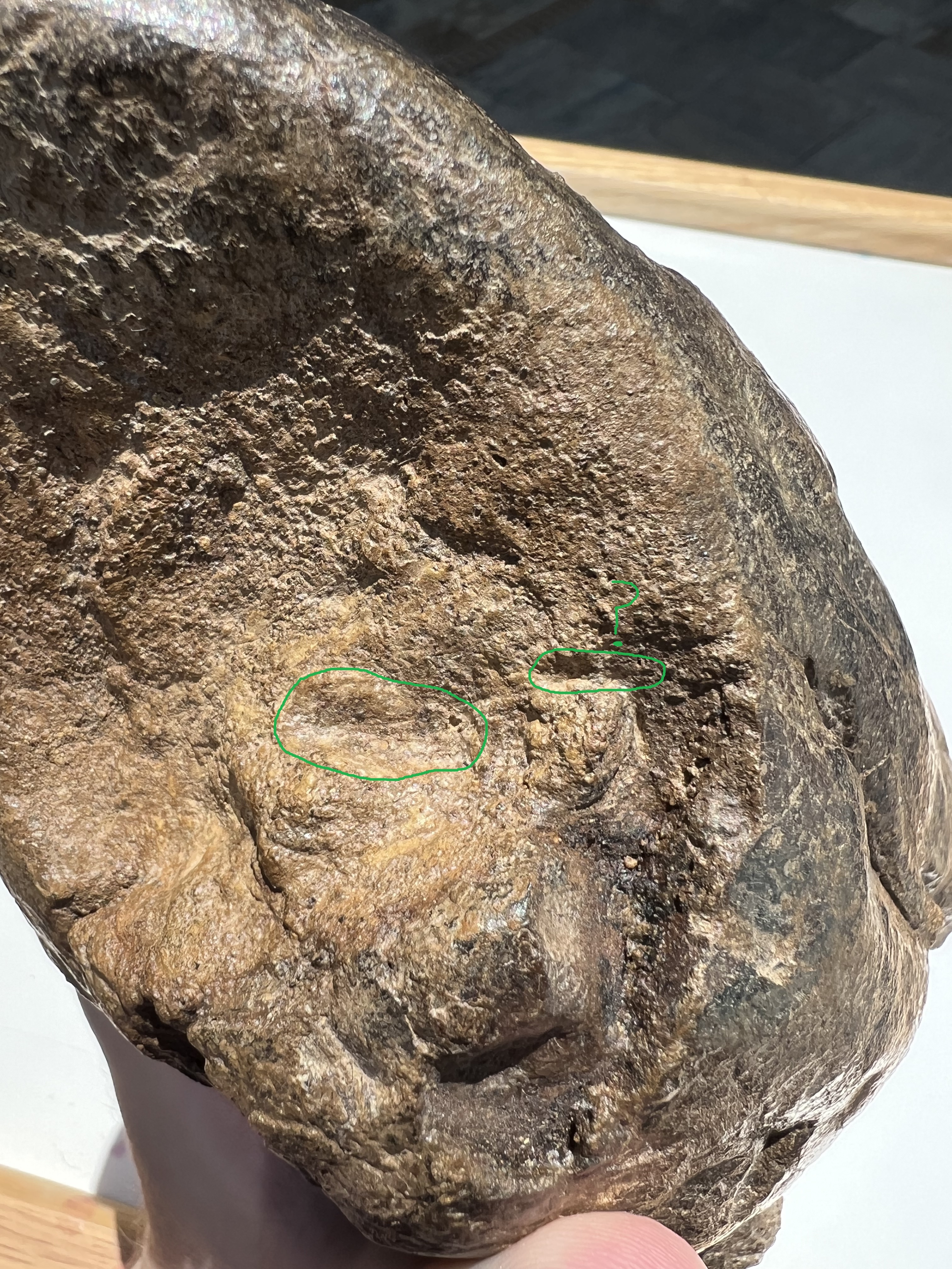Partial Ceratopsian horn with T-Rex Bite Marks? - Fossil ID - The ...