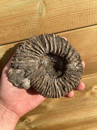 a few recent preps - Fossil Preparation - The Fossil Forum