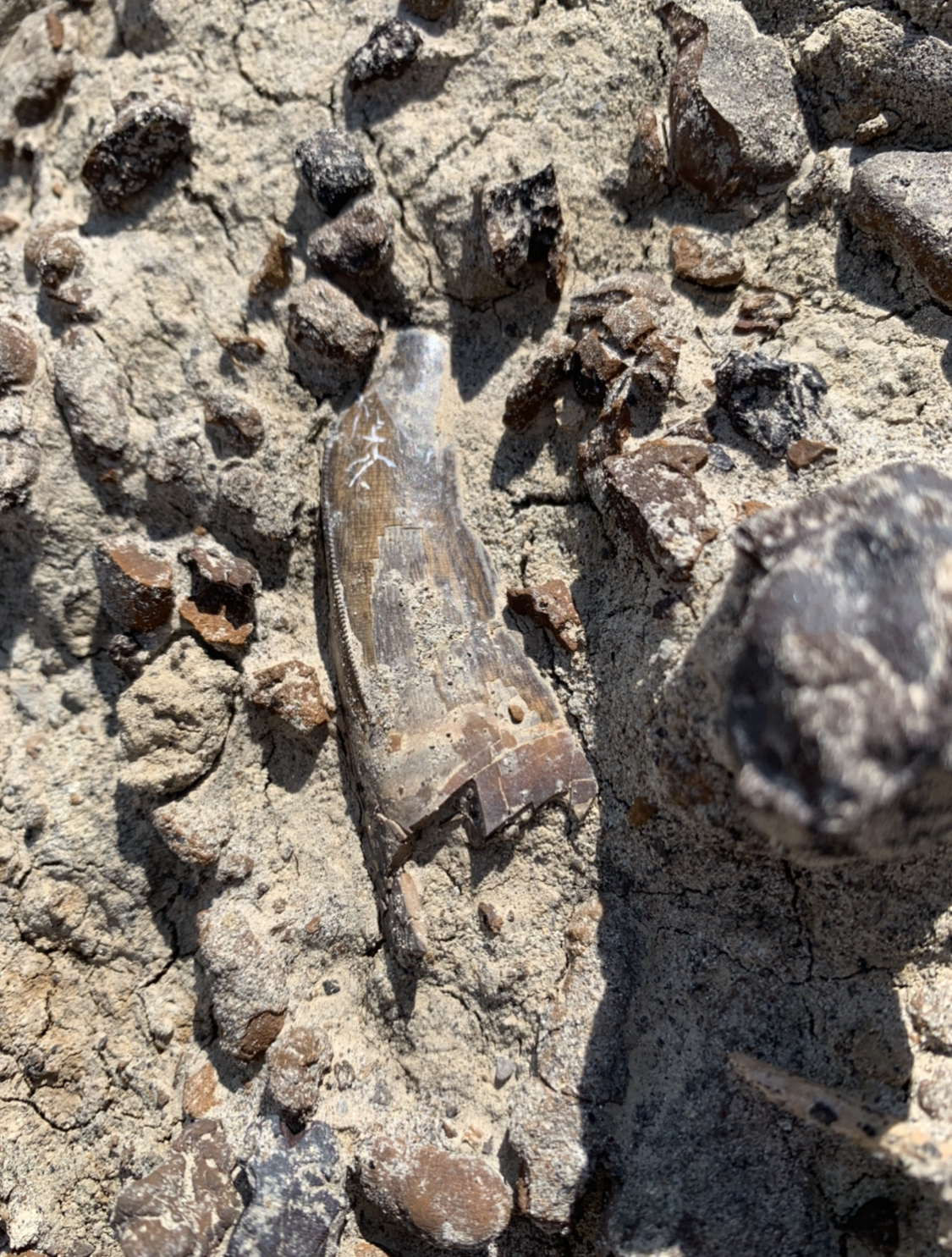 Fossil Hunting Near Drumheller, Alberta - Fossil Hunting Trips - The ...