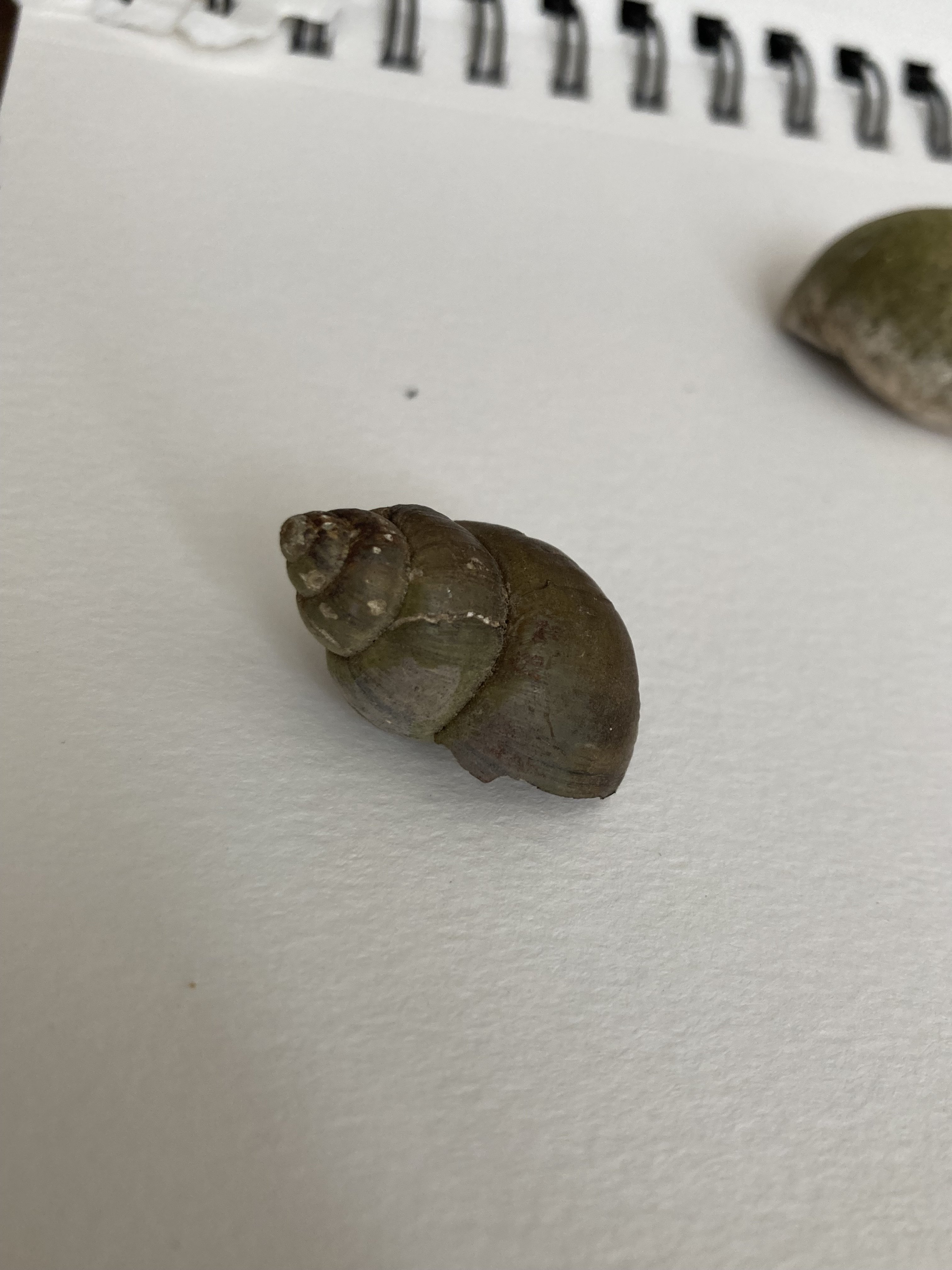 Potomac Fossil hunting trip - Fossil Hunting Trips - The Fossil Forum