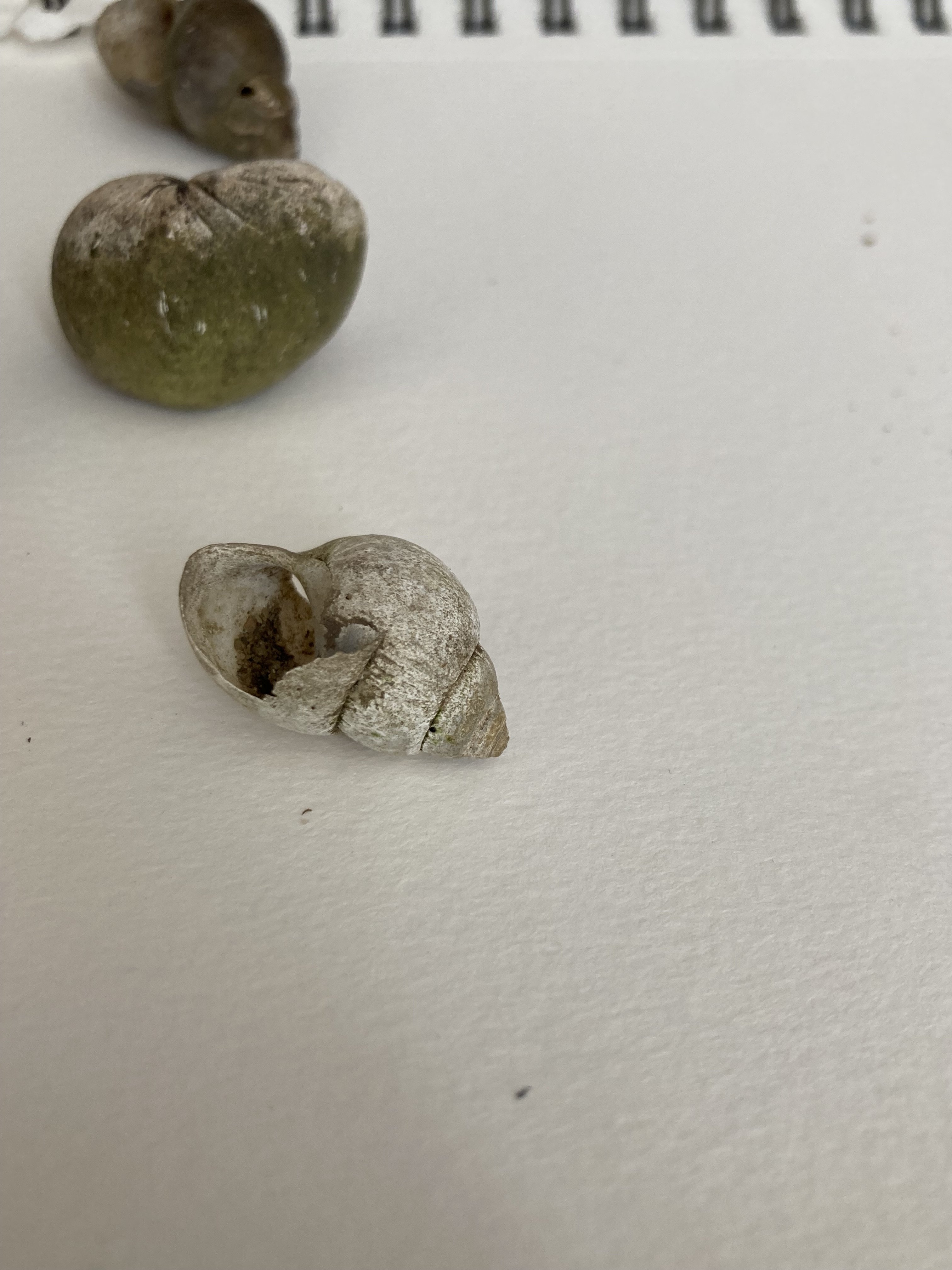 Potomac Fossil hunting trip - Fossil Hunting Trips - The Fossil Forum