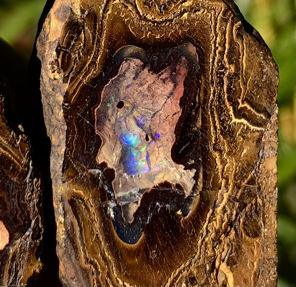 Opalised fossils - General Fossil Discussion - The Fossil Forum