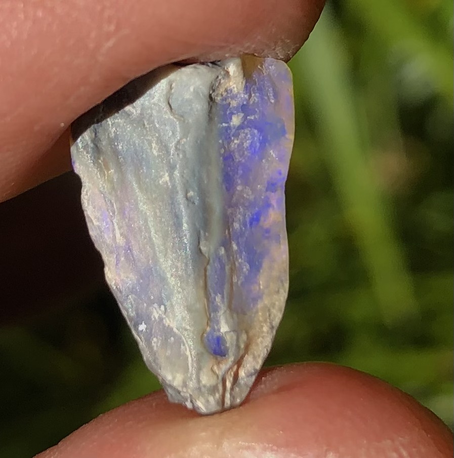 Opalised teeth - Member Collections - The Fossil Forum