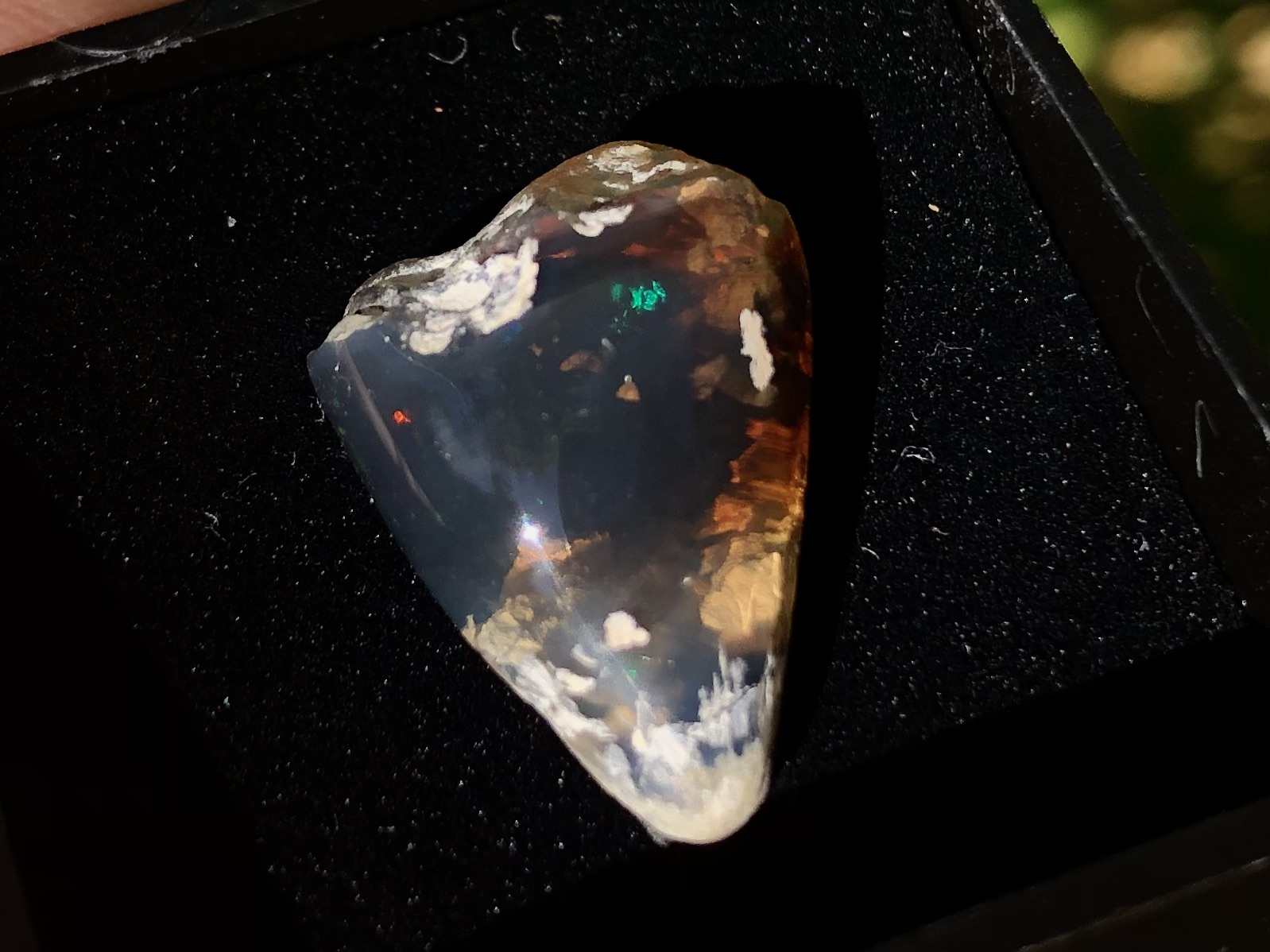 Opalised teeth - Member Collections - The Fossil Forum