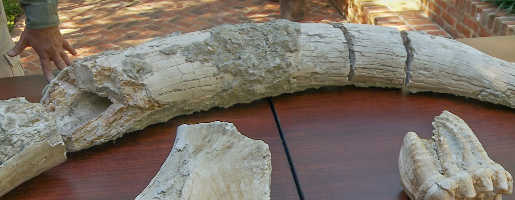 Mastodon tusk or petrified wood? - Fossil ID - The Fossil Forum