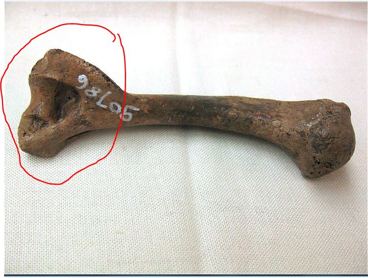 Another Humerus - Fossil ID - The Fossil Forum