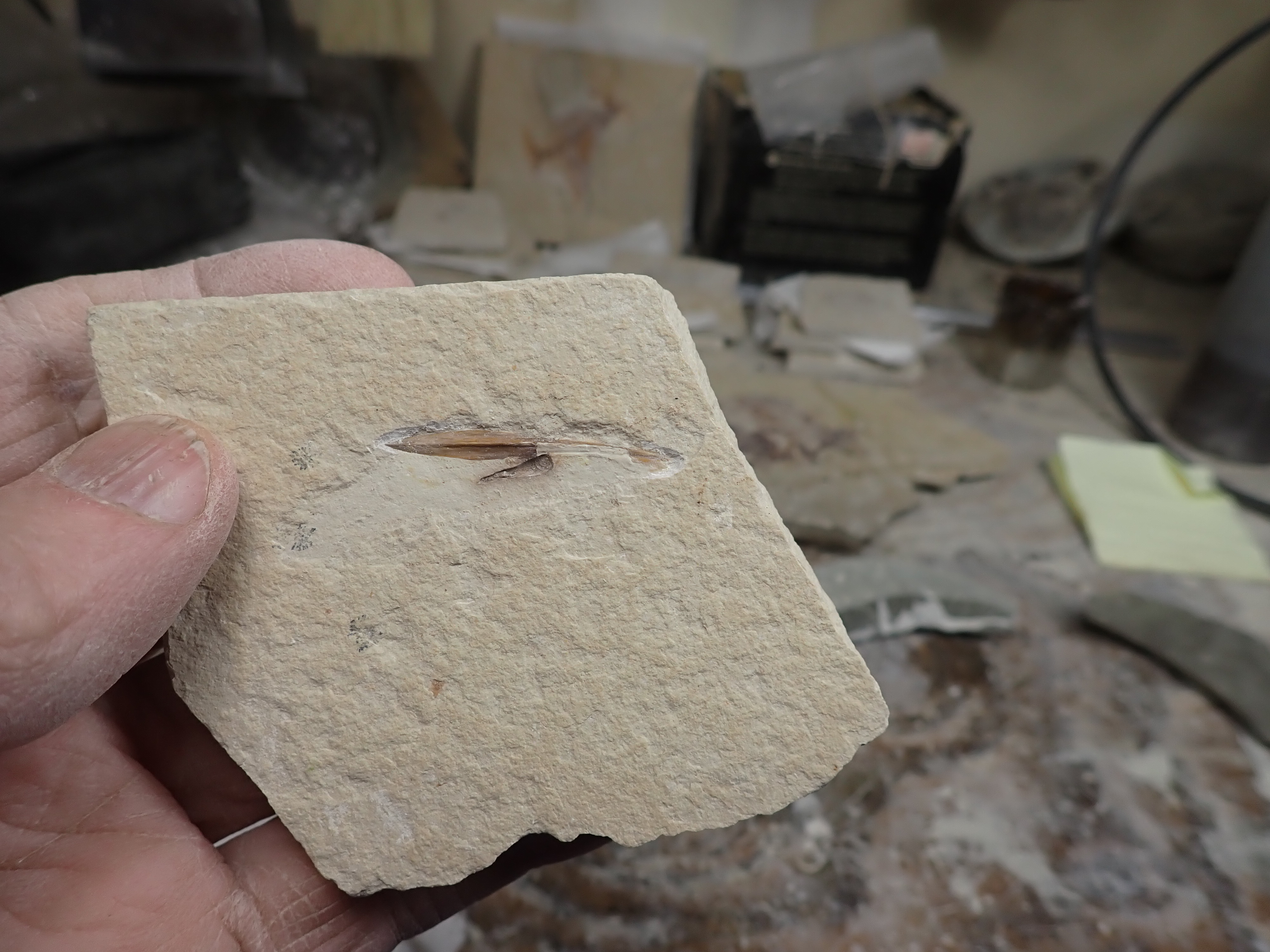 What is this? - Fossil ID - The Fossil Forum