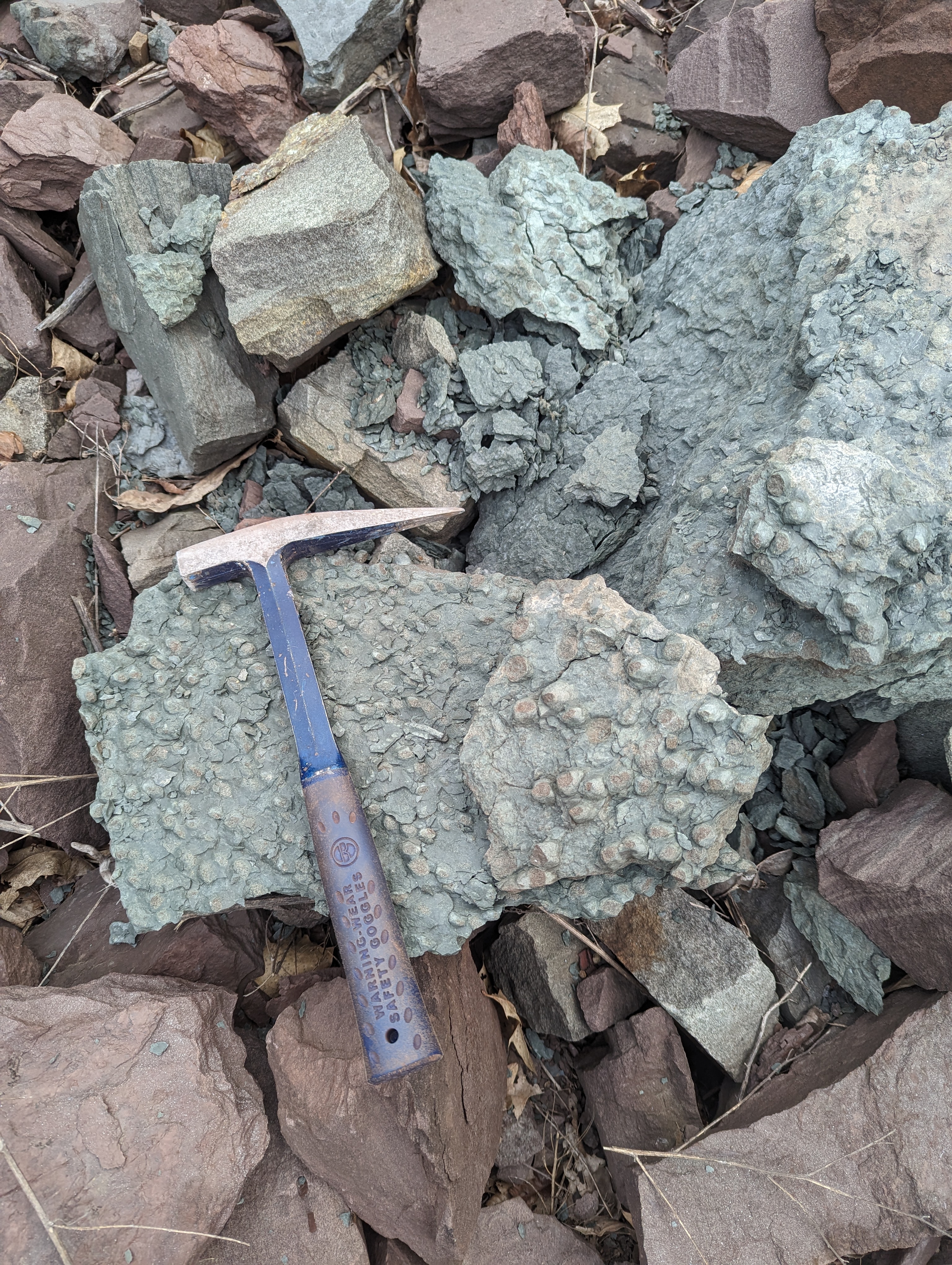 Catskill Fm. Ichnofossil or geologic? - Fossil ID - The Fossil Forum