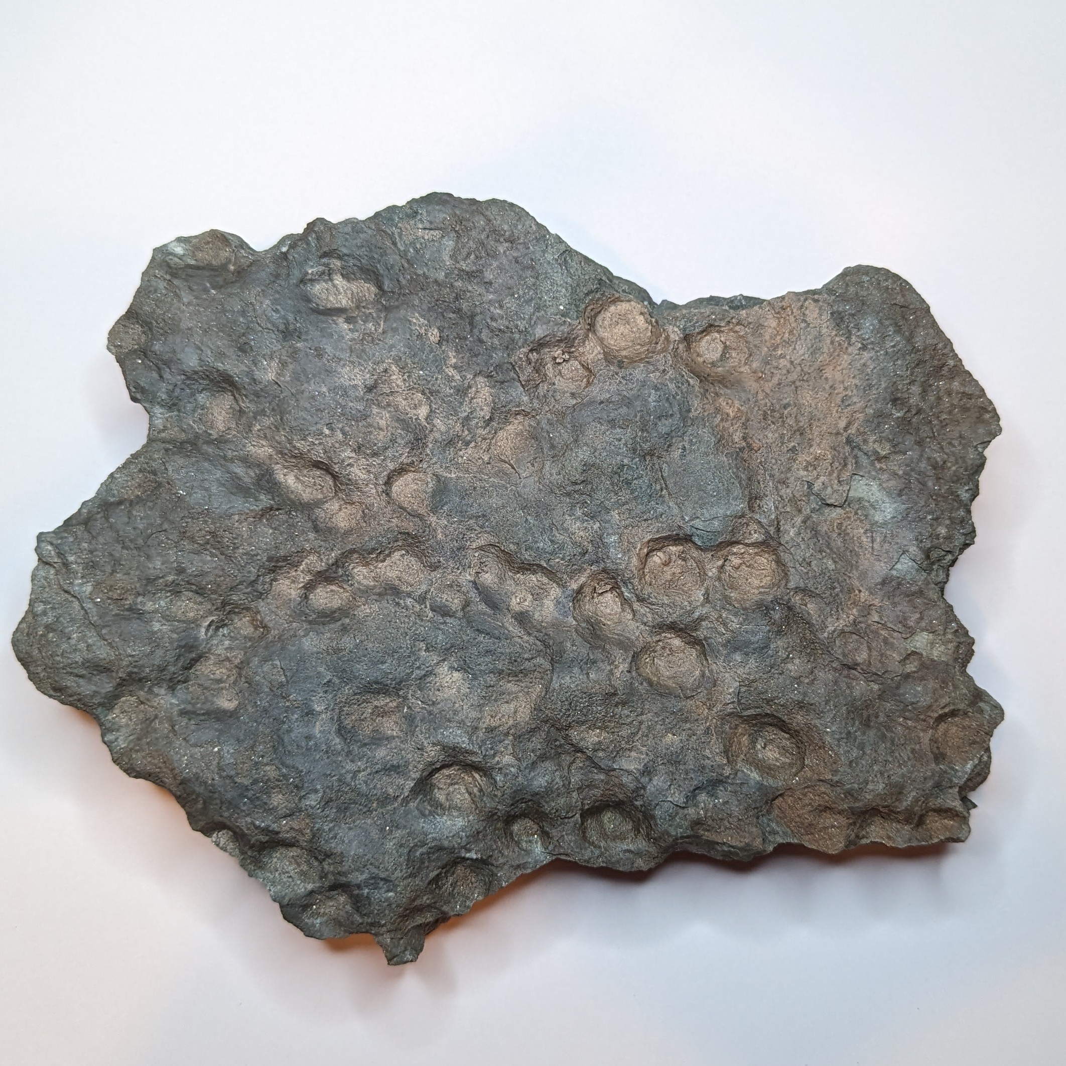 Catskill Fm. Ichnofossil or geologic? - Fossil ID - The Fossil Forum