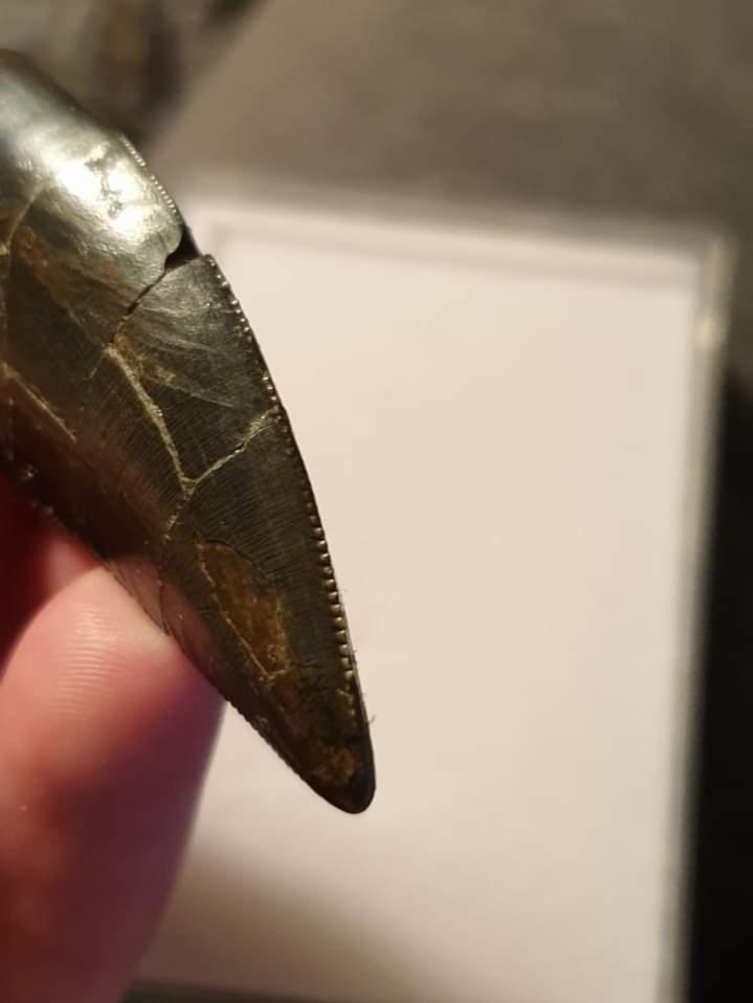 Afrovenator or other theropod tooth? - Fossil ID - The Fossil Forum