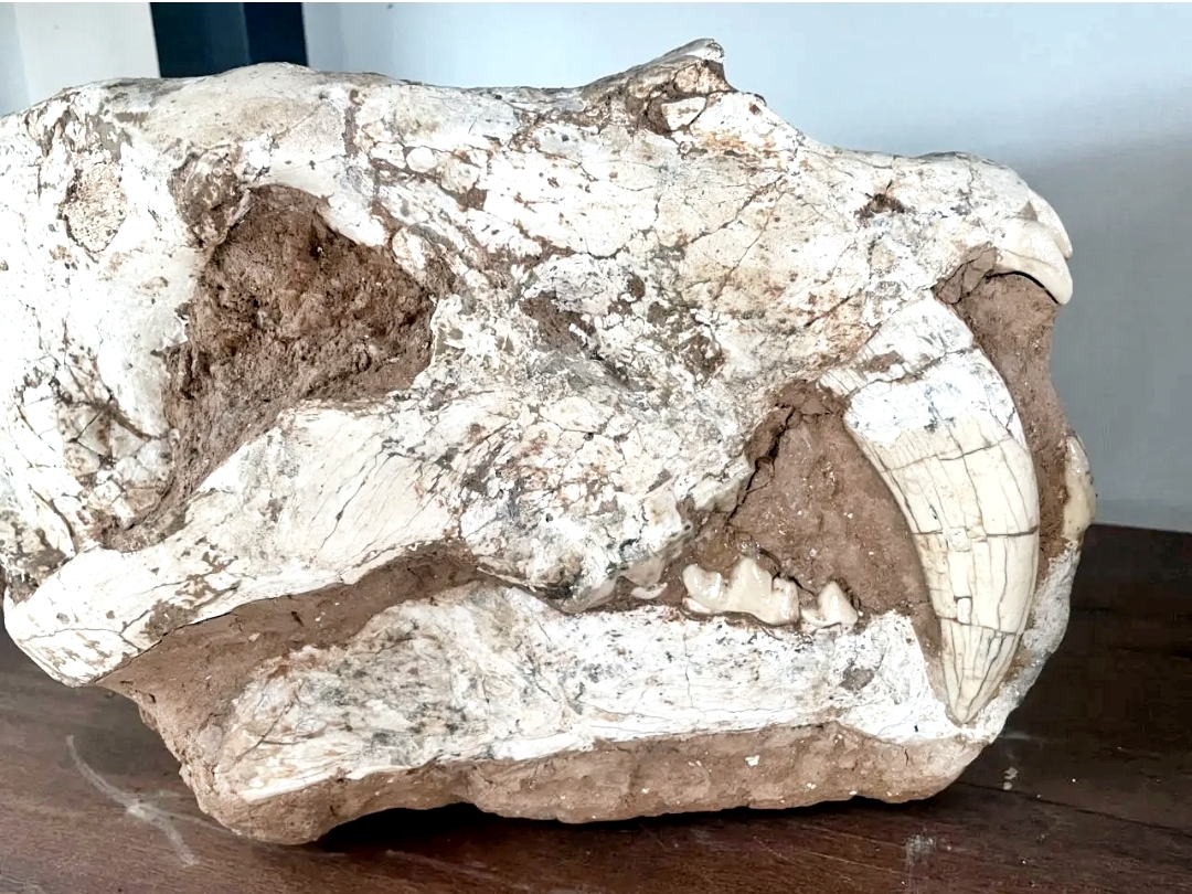 Machairodus Horribilis sabertooth cat skull - Is It Real? How to ...