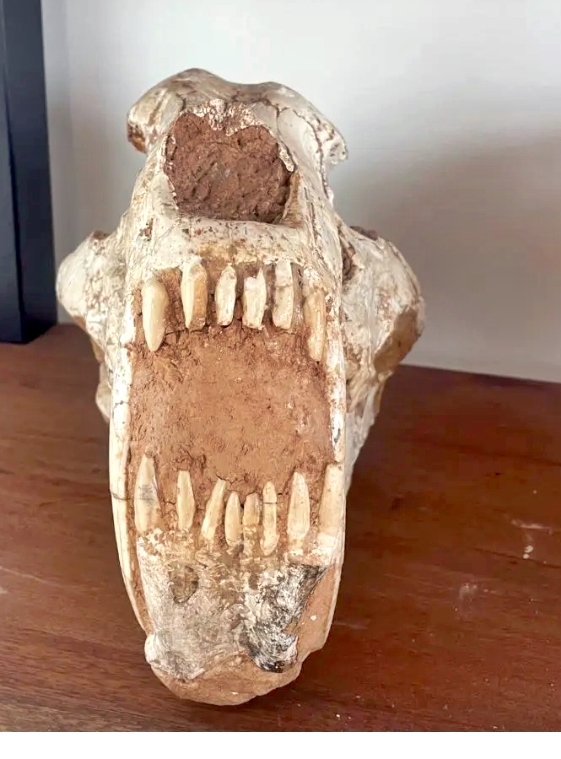 Machairodus Horribilis sabertooth cat skull - Is It Real? How to ...