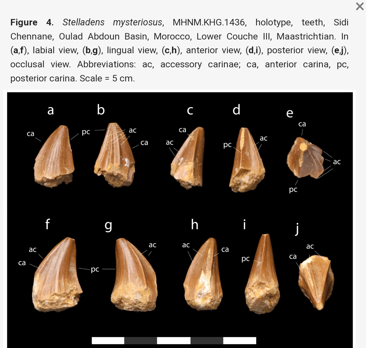New Strange Mosasaur from the Ouled Abdoun Basin, Morocco - Fossil News ...