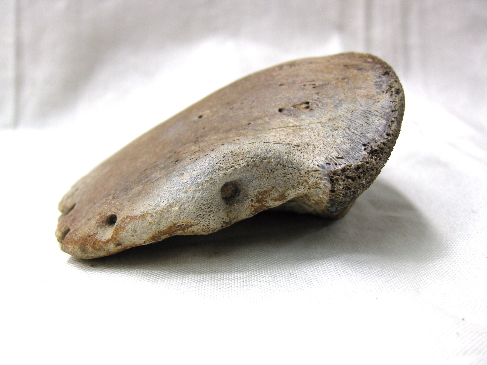 Hadrosaur Hand claw/Ungual - Is It Real? How to Recognize Fossil ...