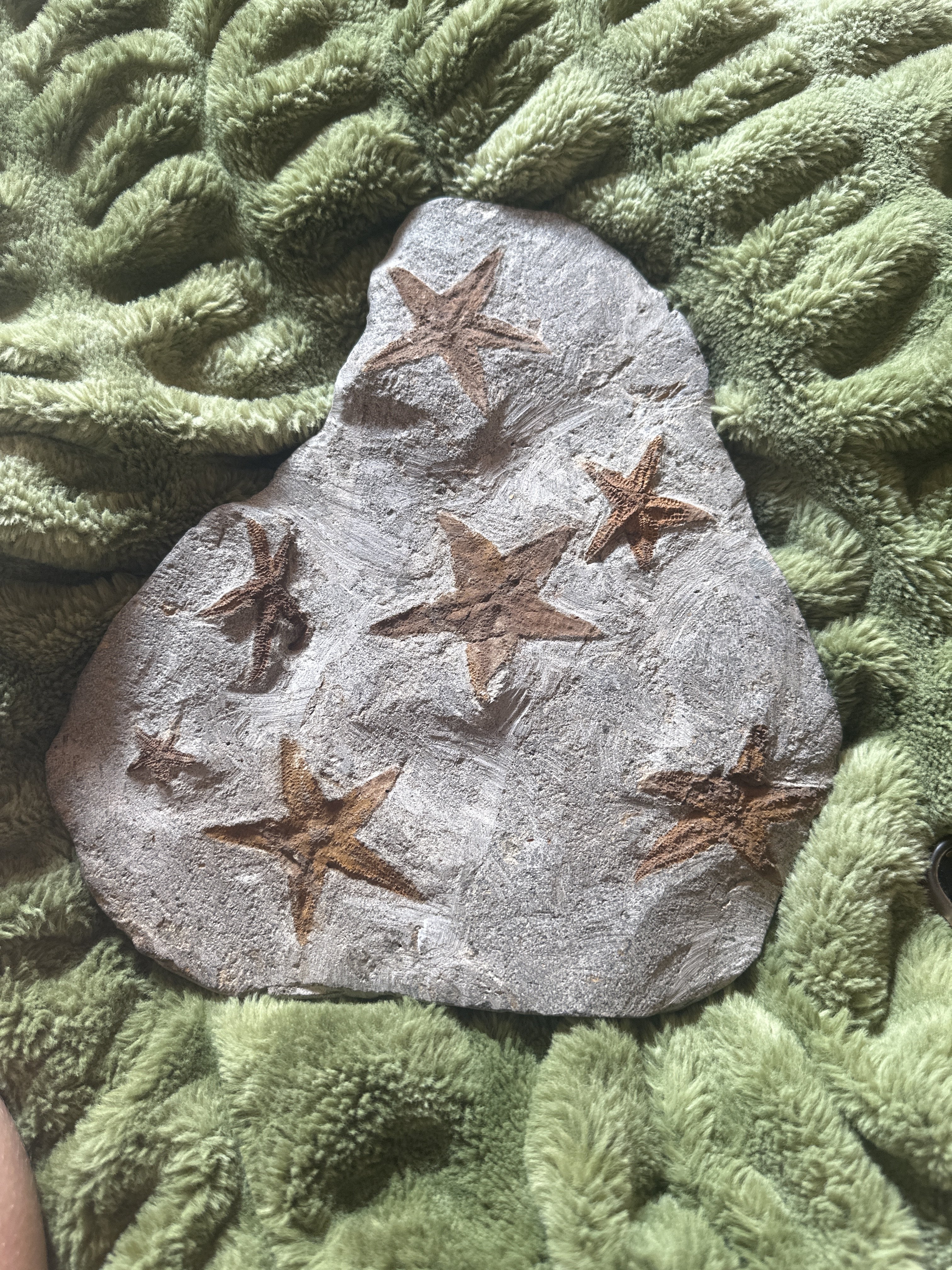 italian mineral show fossil - Is It Real? How to Recognize Fossil ...
