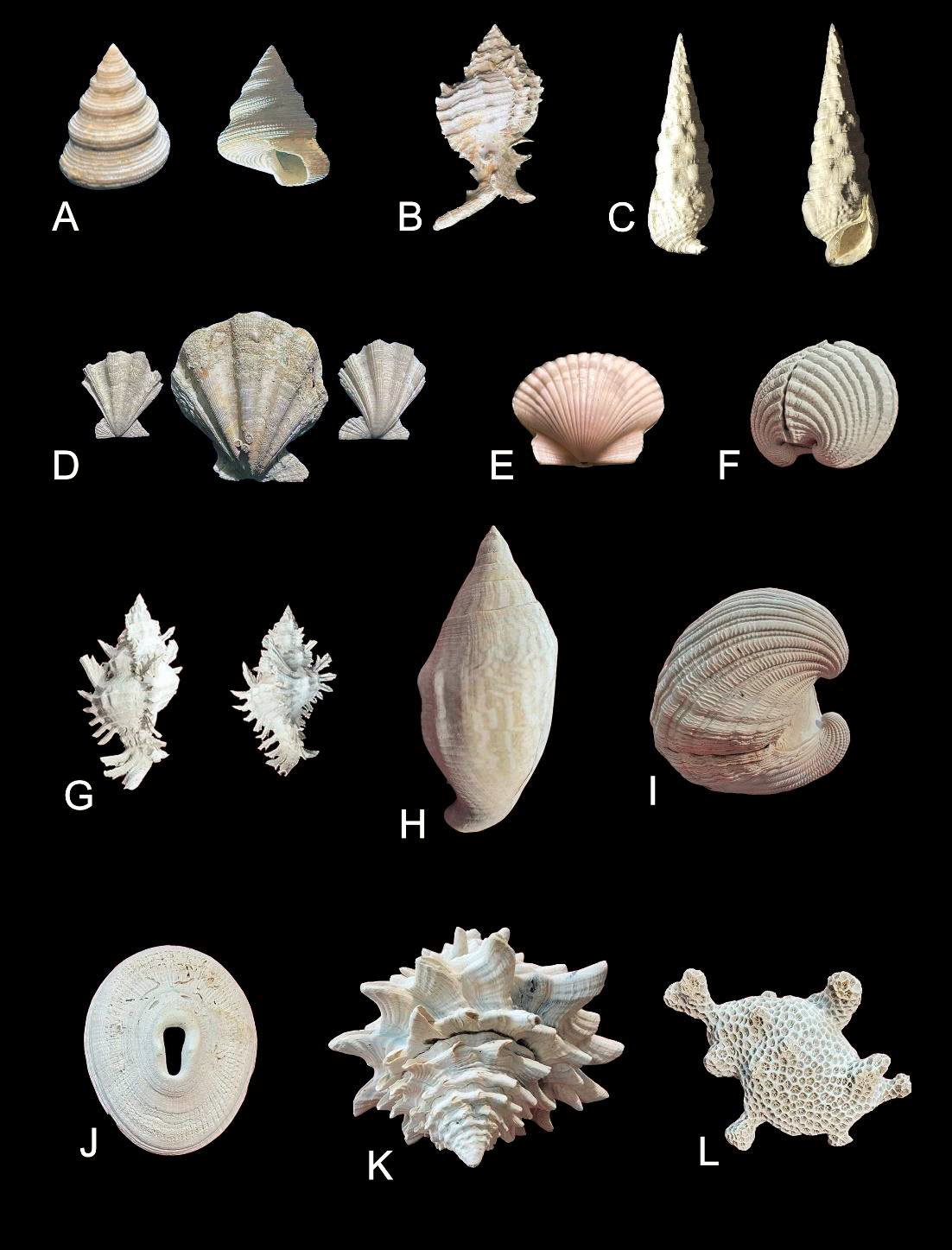 Florida Pliocene/pleistocene molluscs - Fossil ID - The Fossil Forum