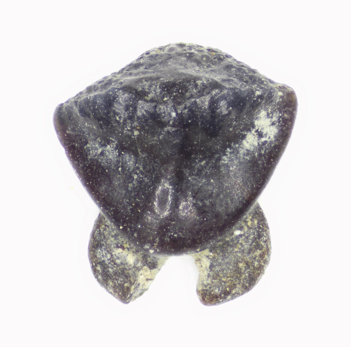 Ray Dasyatis Aurora NC Miocene - Member Collections - The Fossil Forum