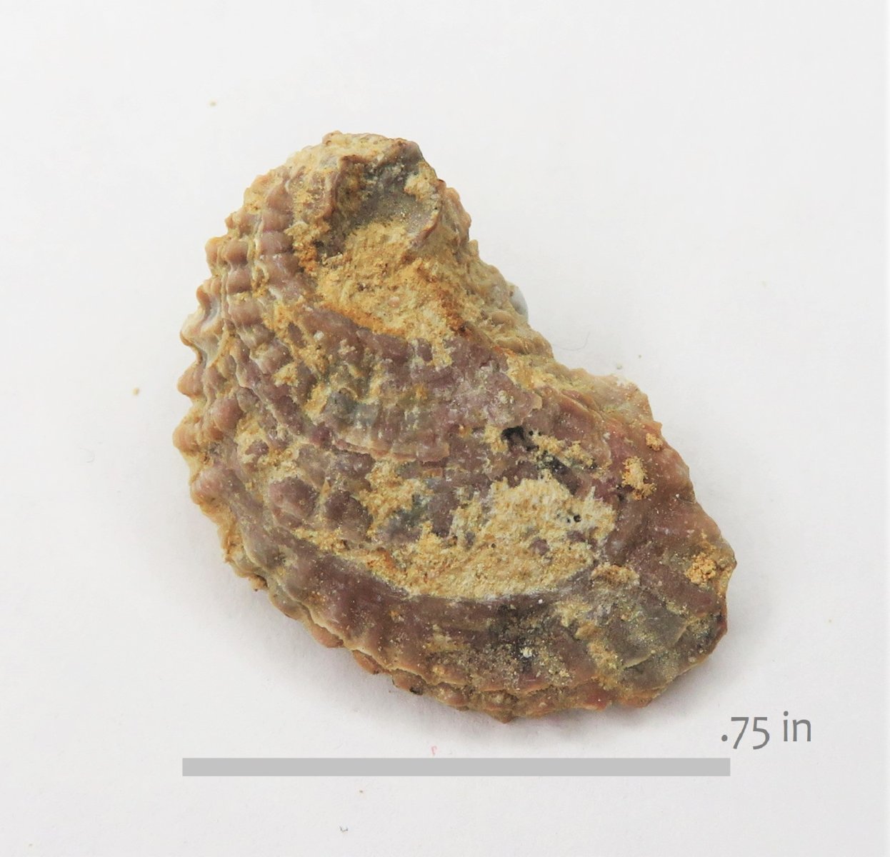 Oyster Ostrea tecticosta Corsicana Formation - Member Collections - The ...