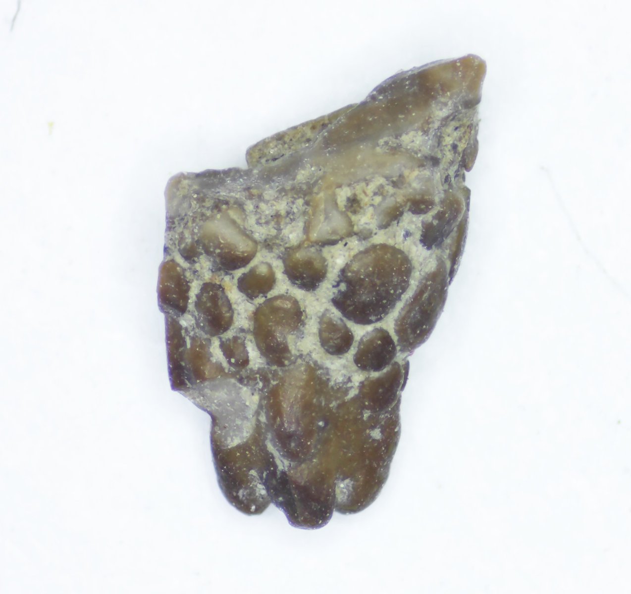Unknown Crab? Aurora NC Miocene - Member Collections - The Fossil Forum