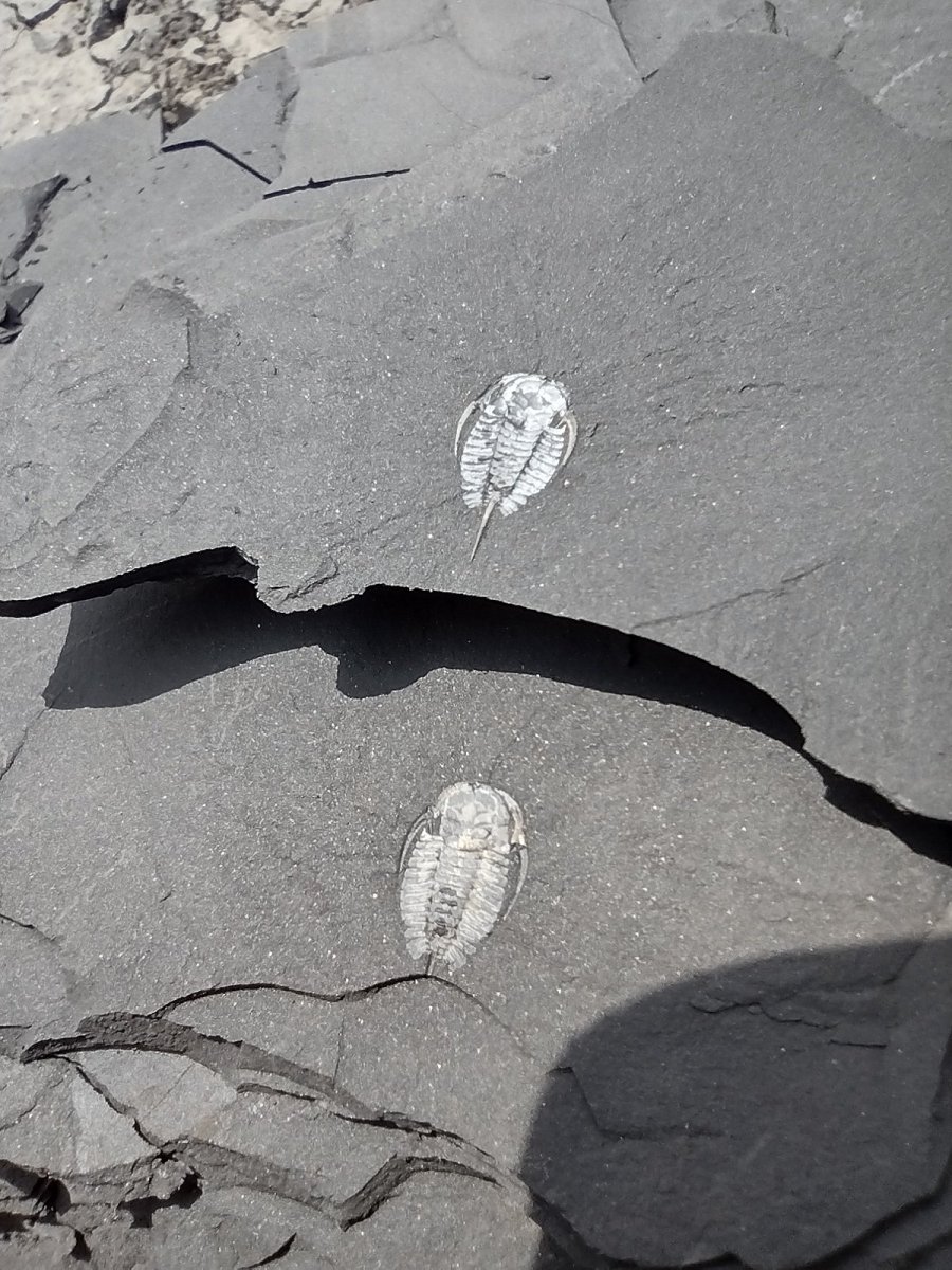 Triarthrus rougensis - Trilobites - The Fossil Forum