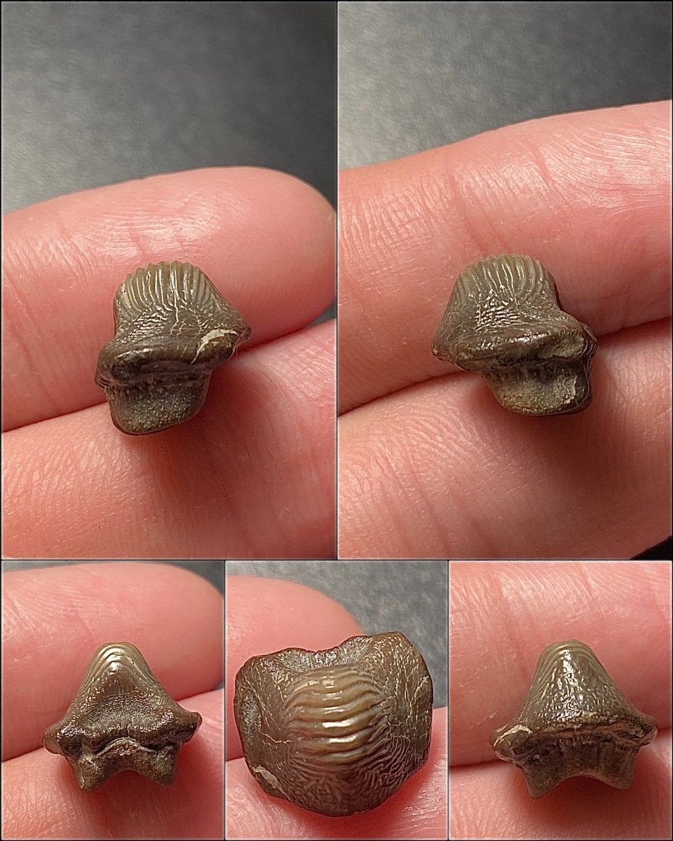 Ptychodus mammilaris - Member Collections - The Fossil Forum