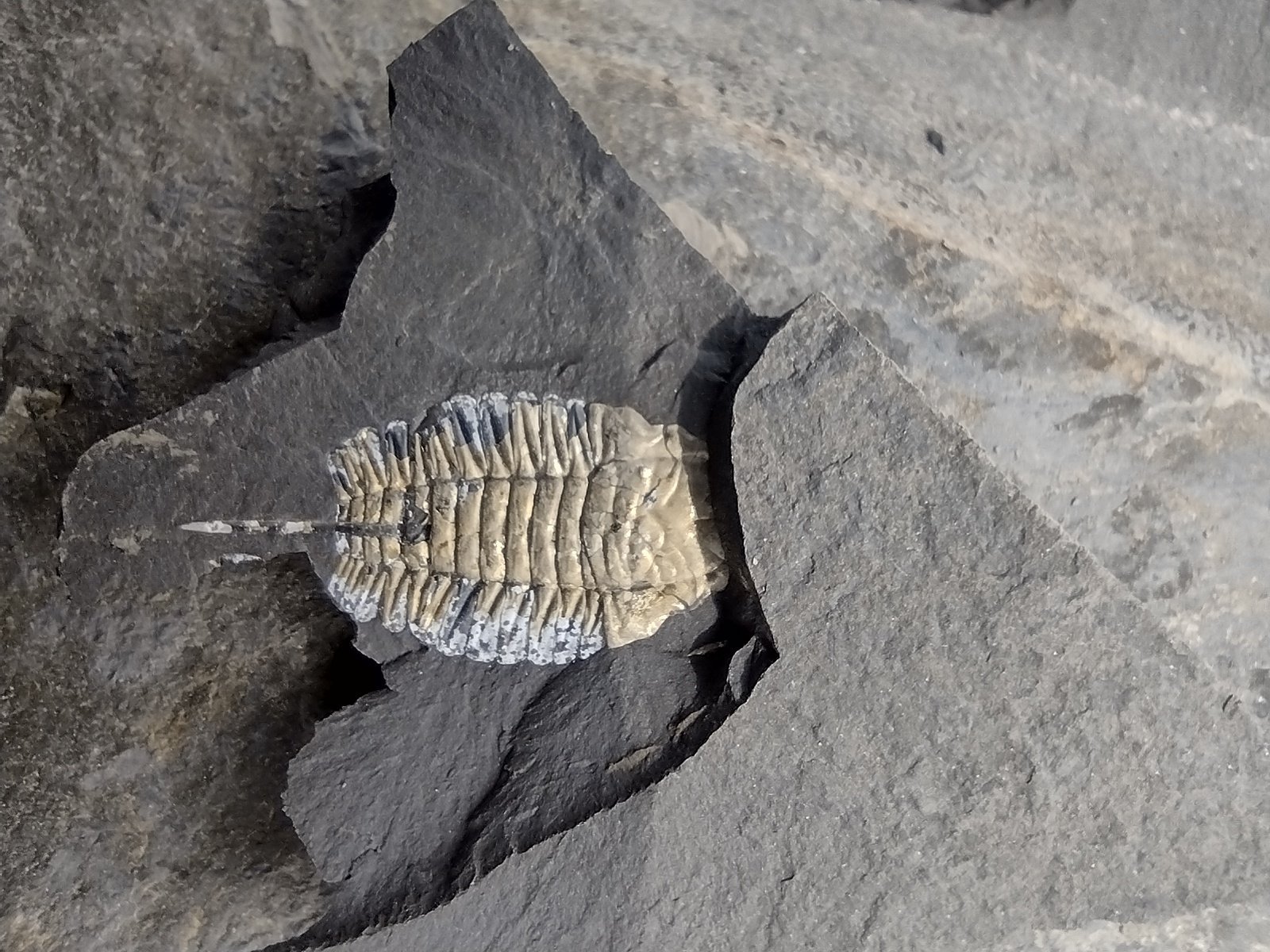 Triarthrus rougensis - Trilobites - The Fossil Forum