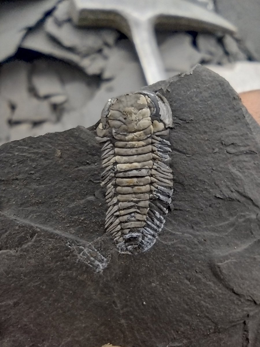 Triarthrus eatoni - Trilobites - The Fossil Forum