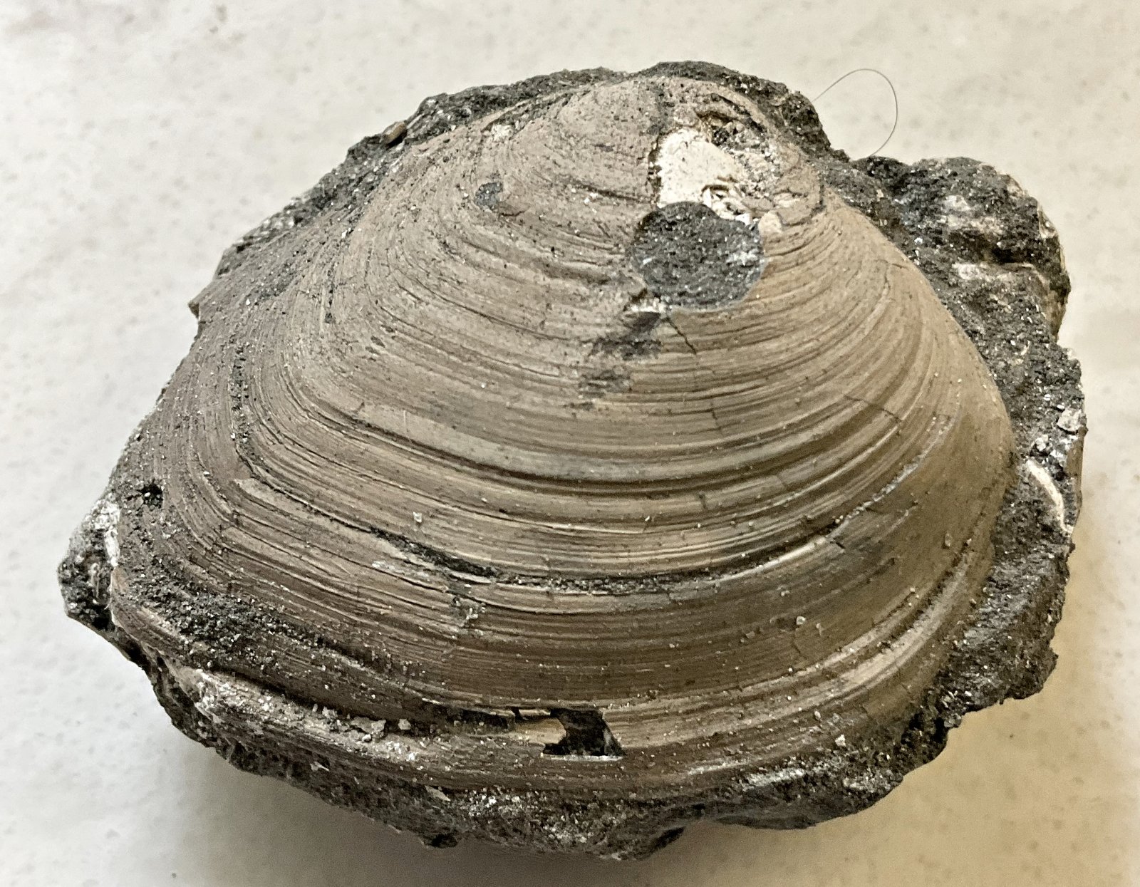 Cretaceous Bivalve from the Severn Formation, MD. - Member Collections ...