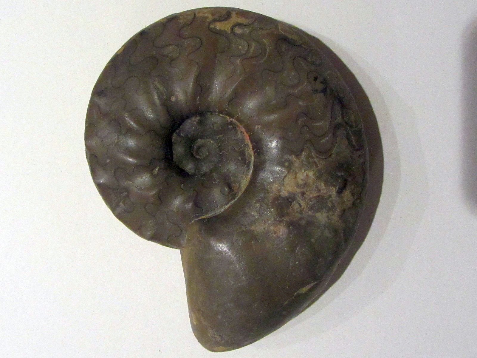Ceratites sublaevigata (Wenger 1957) - Member Collections - The Fossil ...