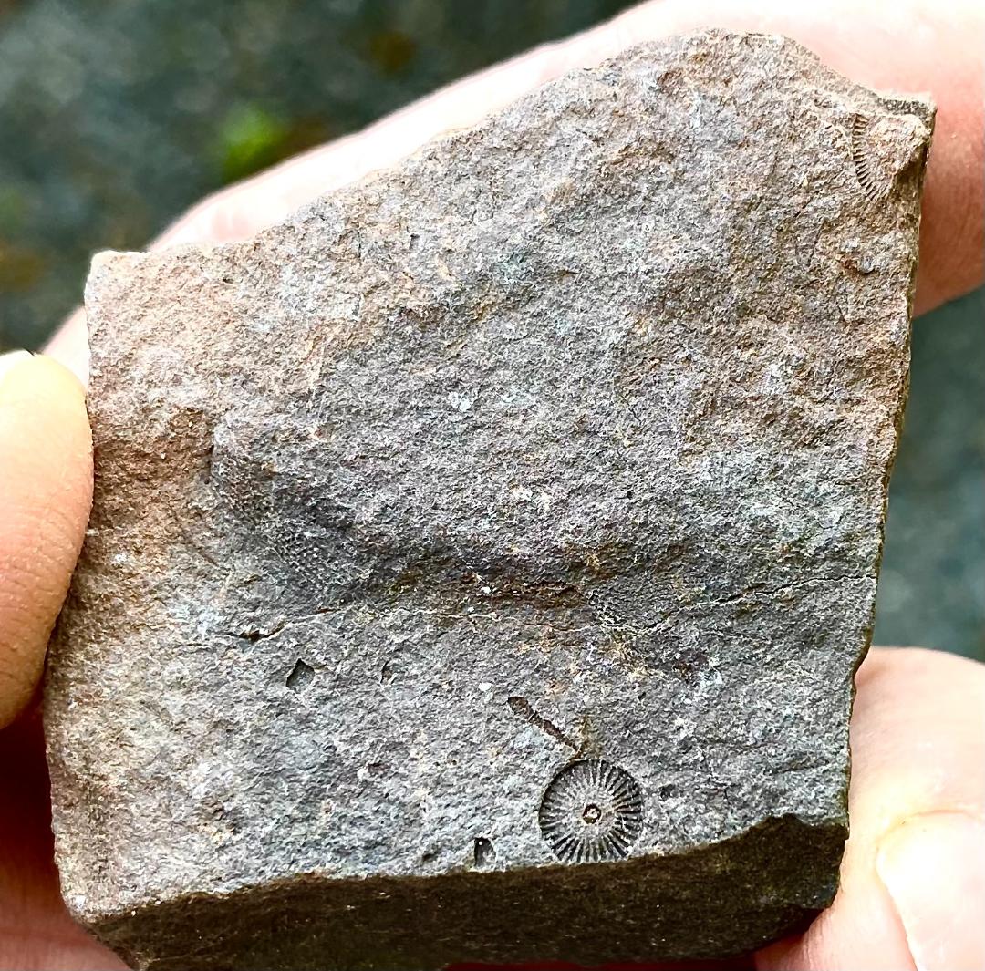 Help not sure all the things in the rock. - Fossil ID - The Fossil Forum