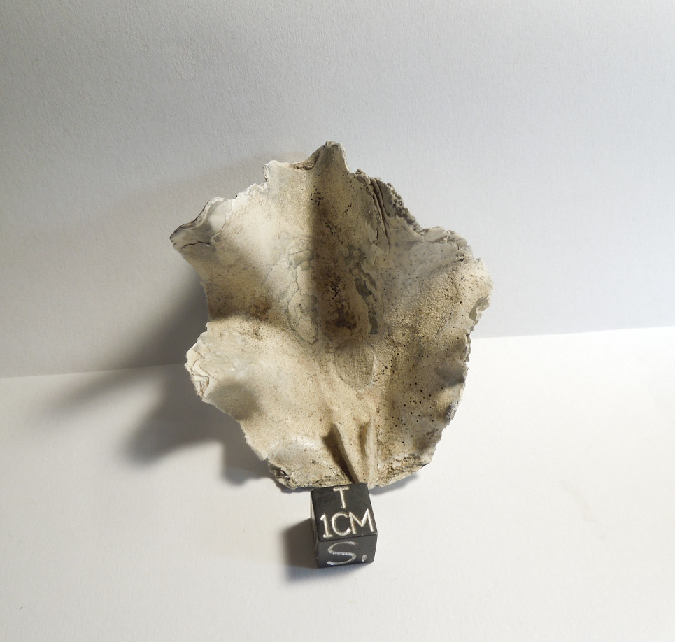 Florida, Tamiami Formation Shell, Pliocene?, What is it? - Fossil ID ...