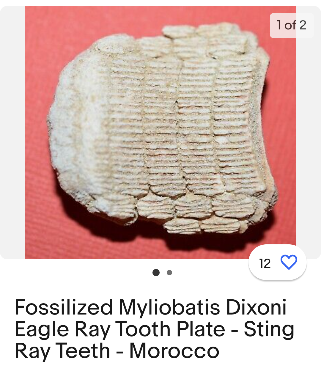 Cownose ray mouth plate - Fossil ID - The Fossil Forum