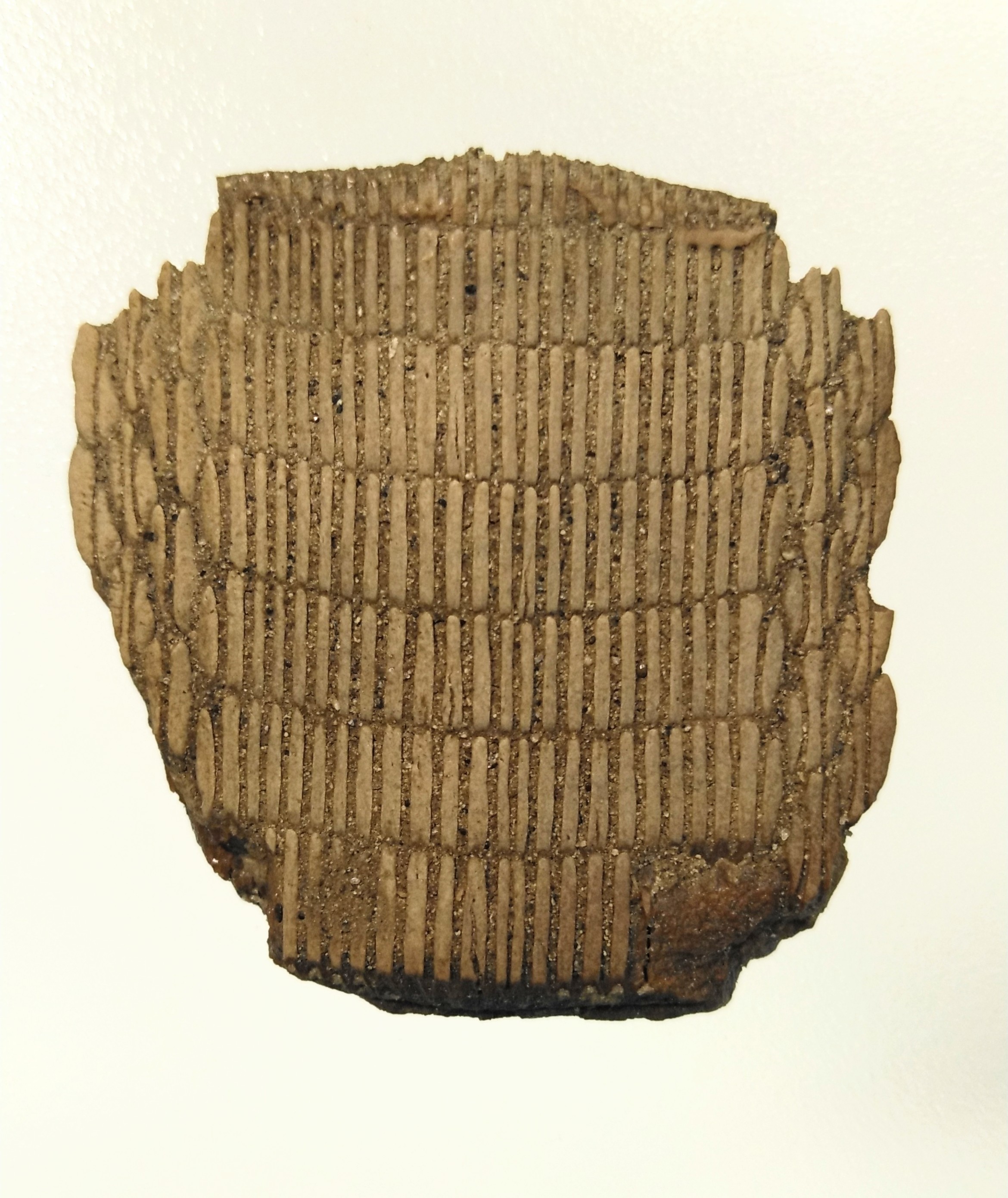 Cownose ray mouth plate - Fossil ID - The Fossil Forum